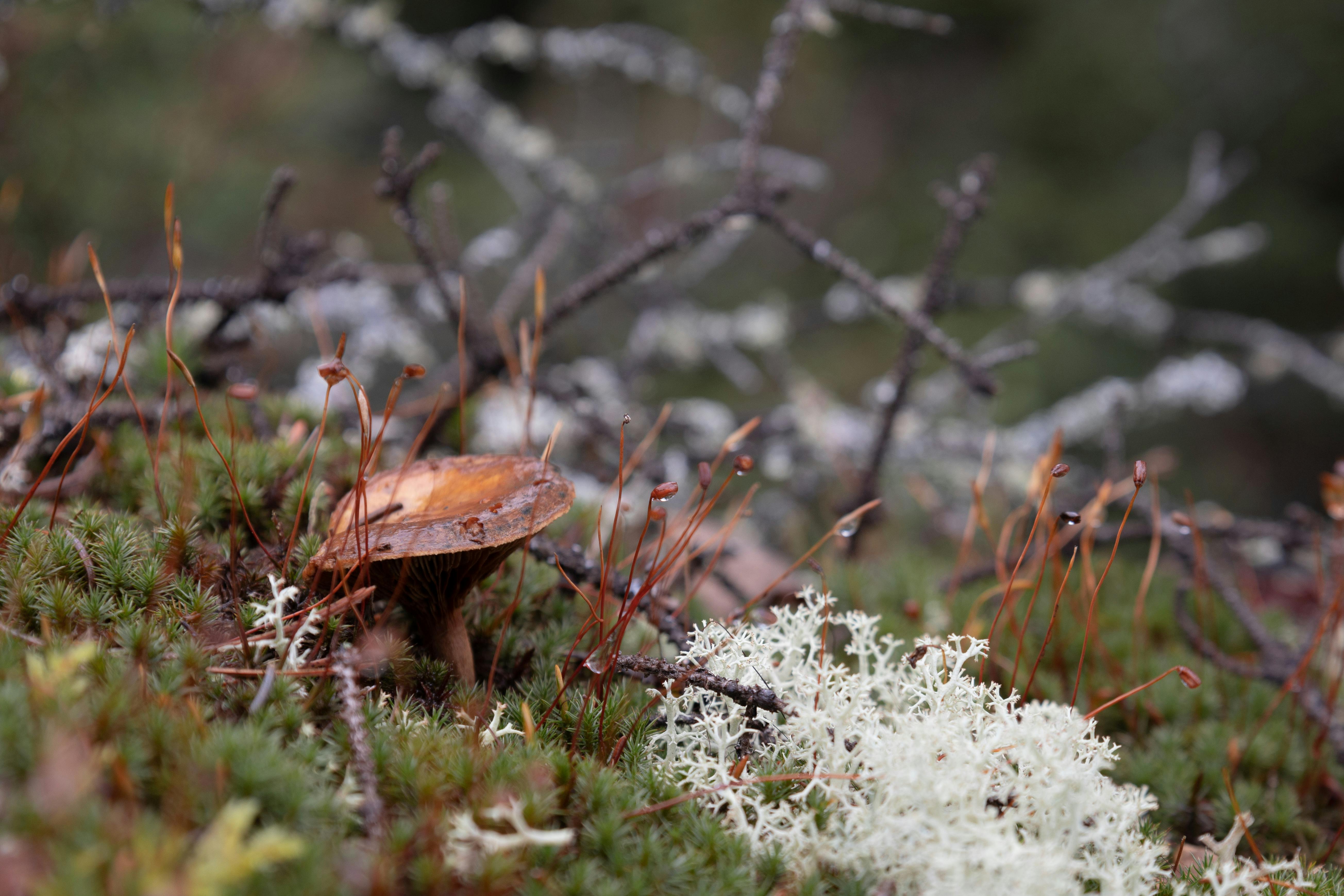 Brole Photos, Download The BEST Free Brole Stock Photos & HD Images