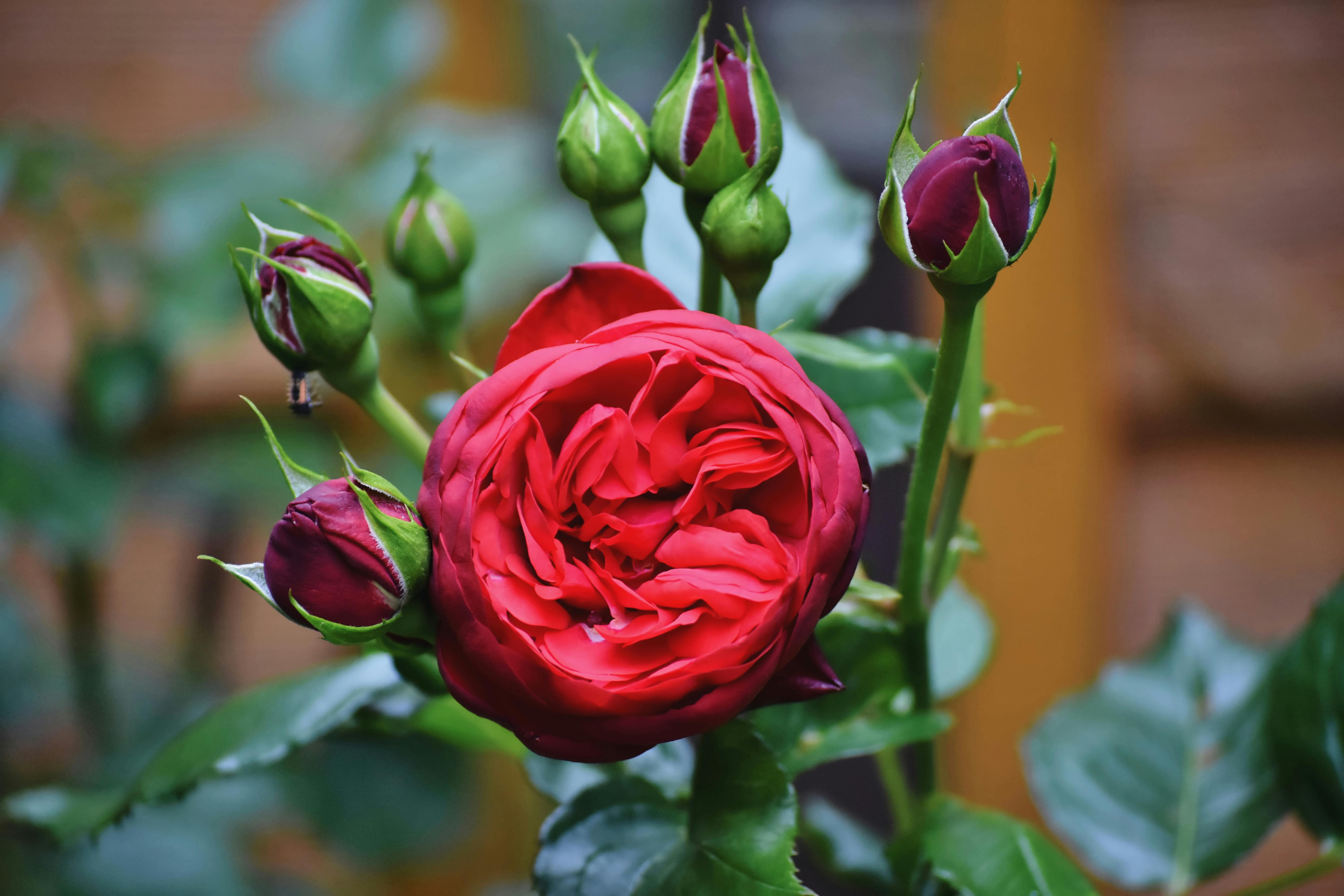 Dark Red Rose · Free Stock Photo