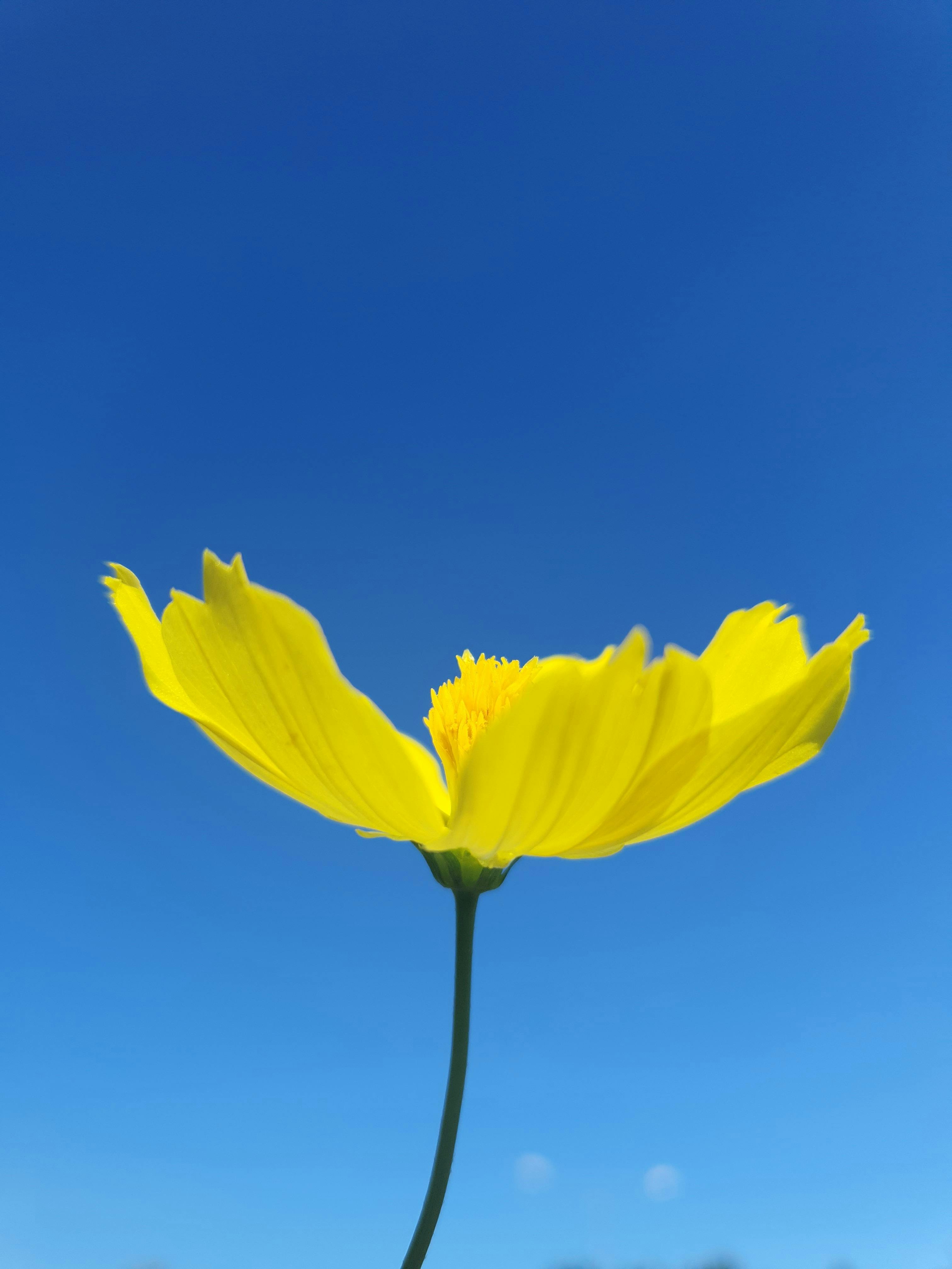 Yellow Flower in Close Up Photography · Free Stock Photo