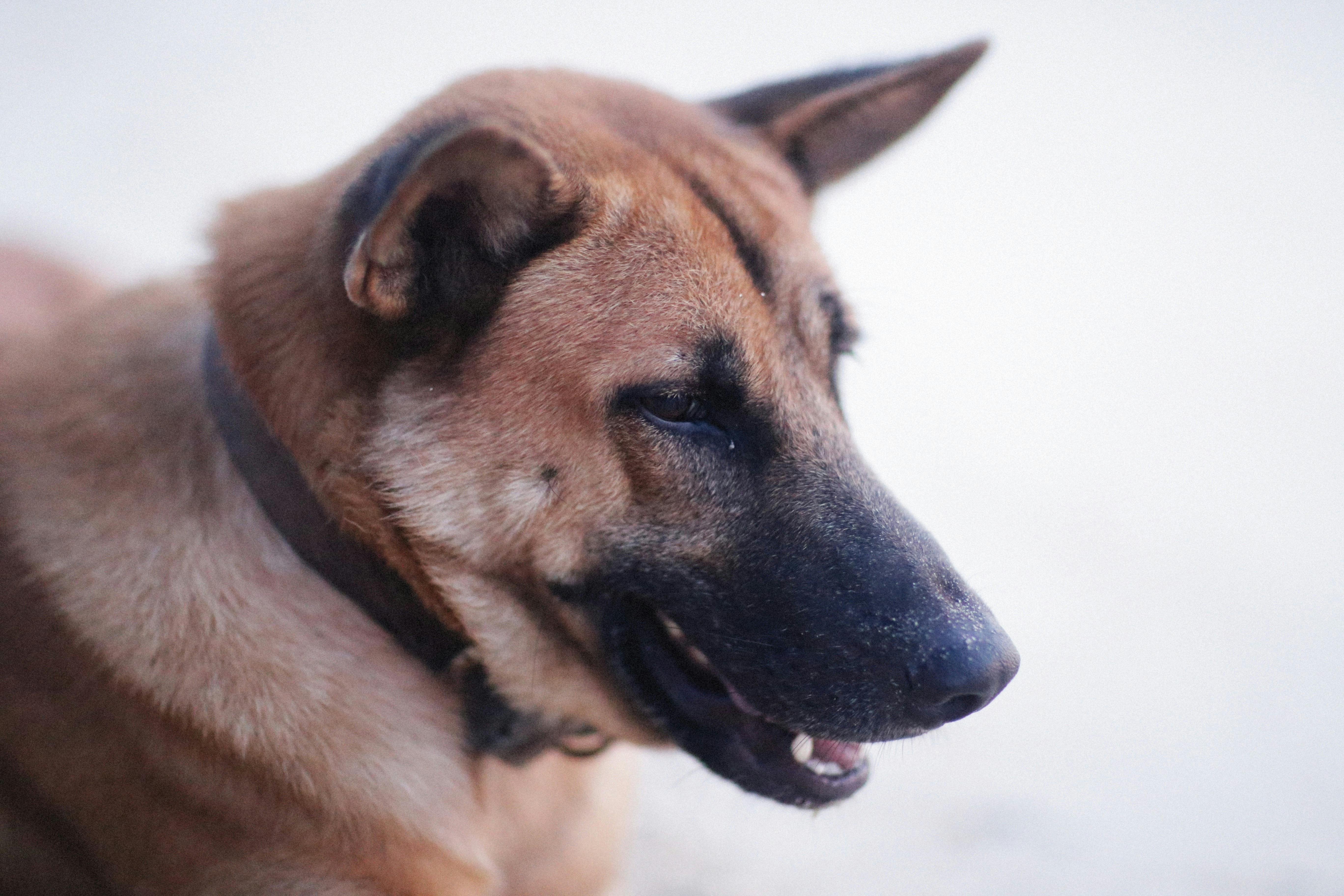 Majestic Kangal Dog Relaxing Outdoors · Free Stock Photo