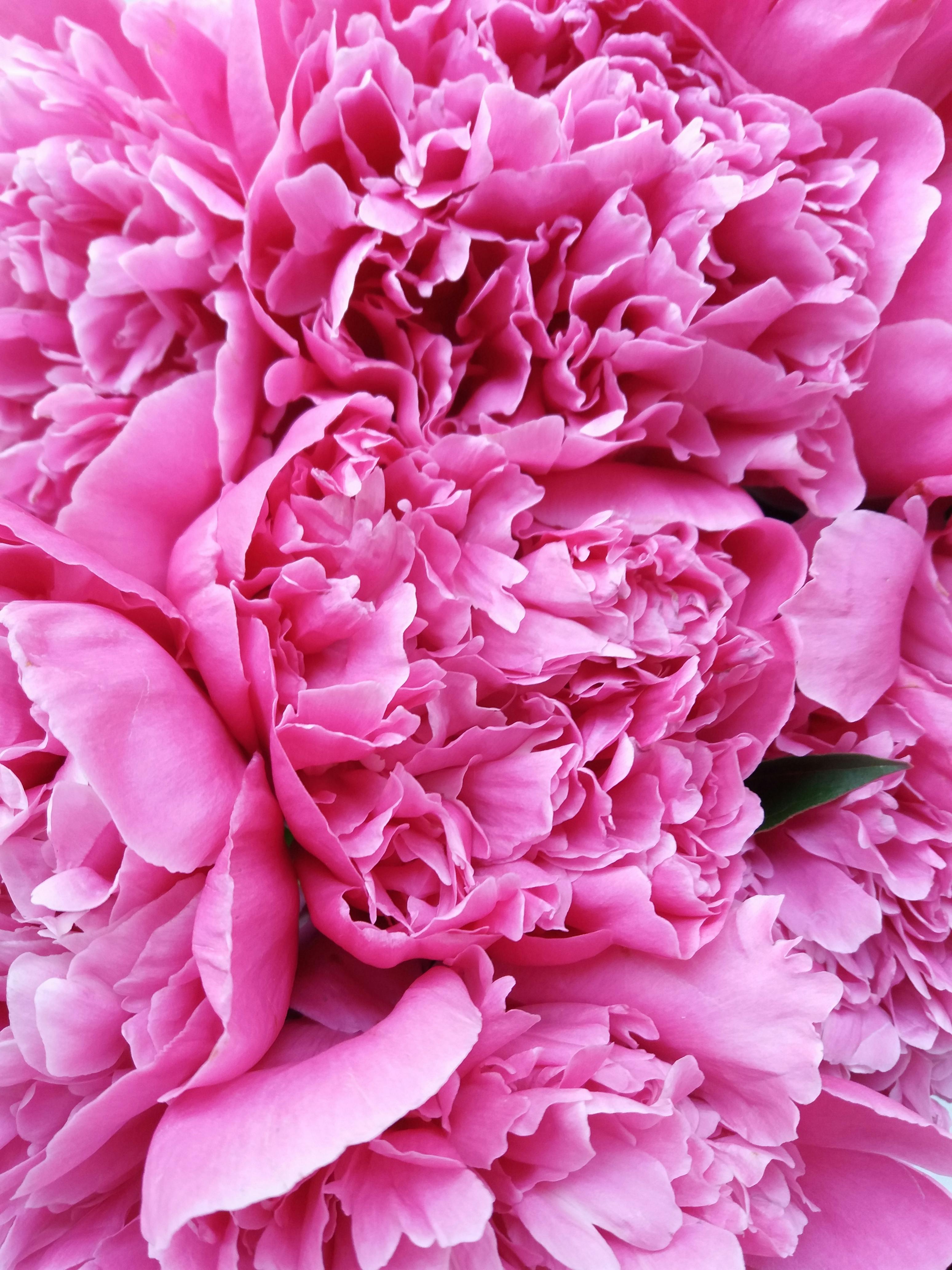 A Close-up Shot of Pink Flowers · Free Stock Photo