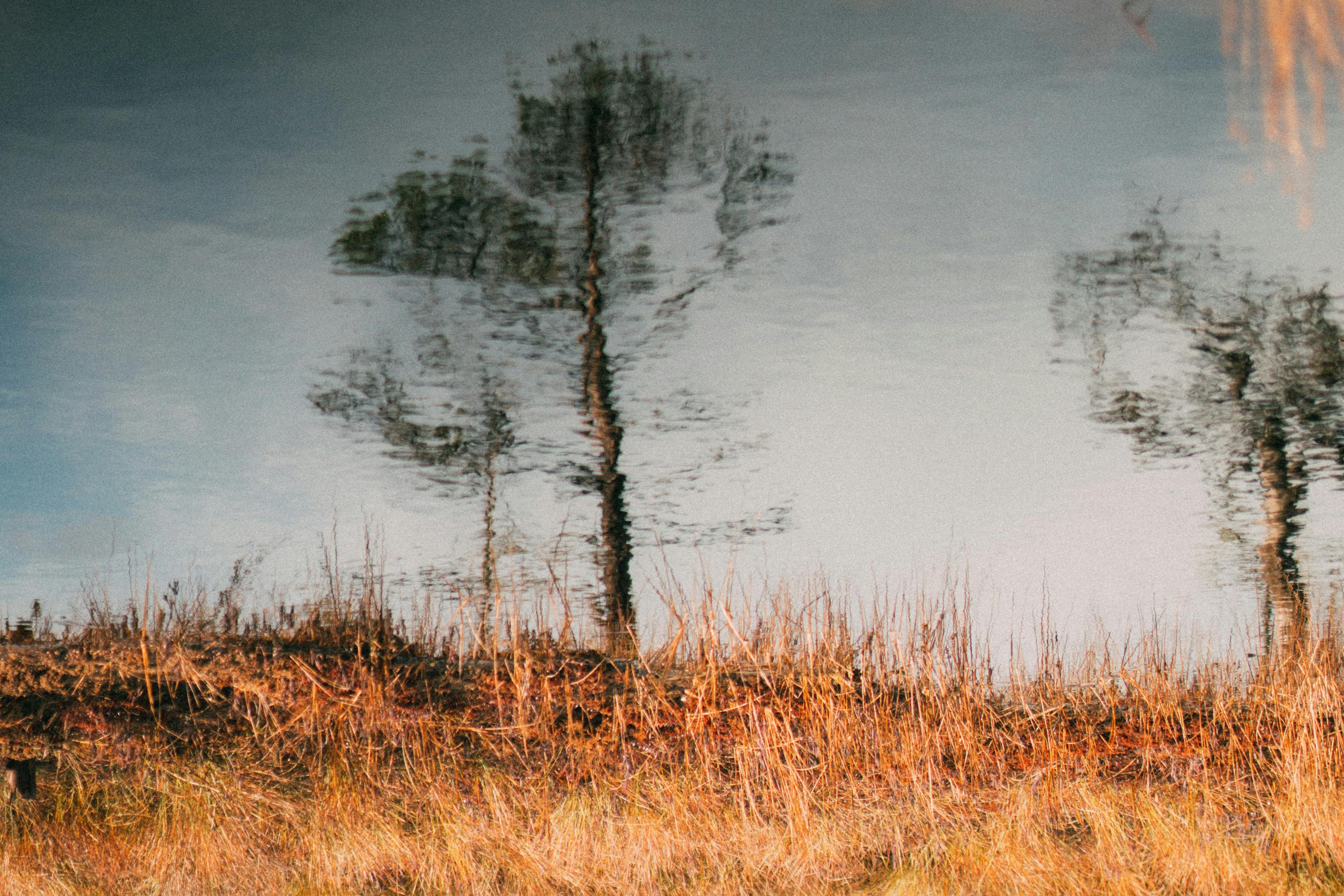 Reflection of Trees in Water · Free Stock Photo