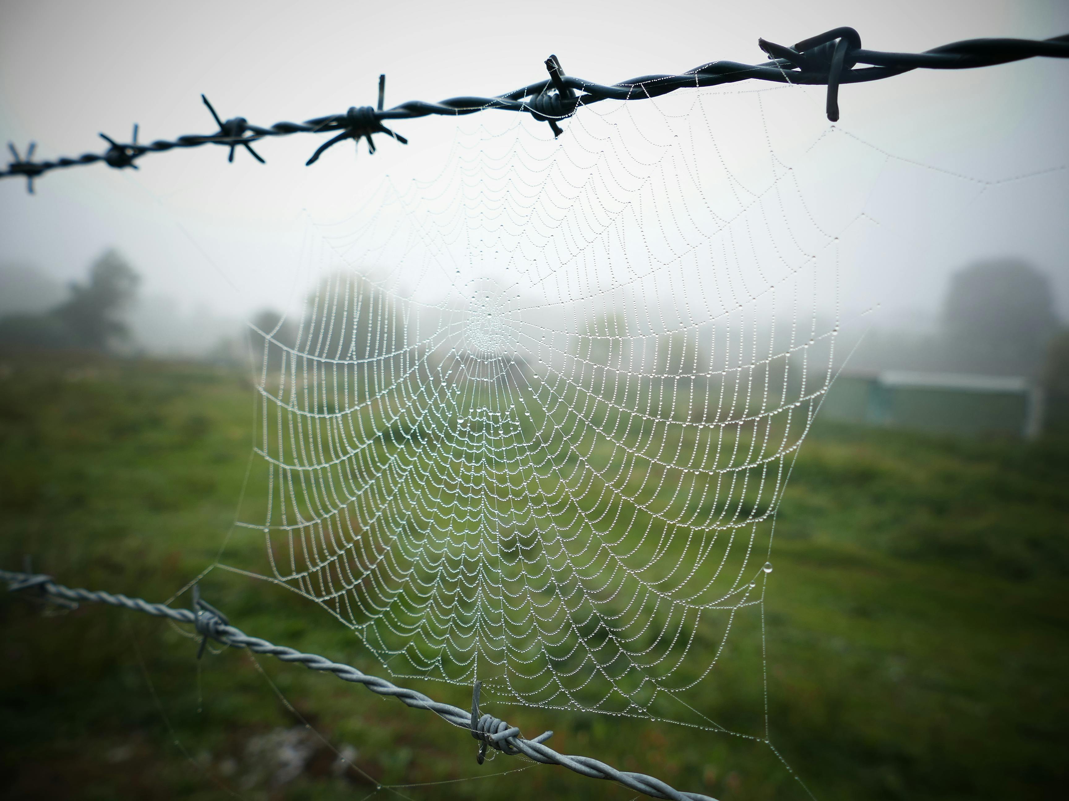 Photograph of Cobwebs · Free Stock Photo