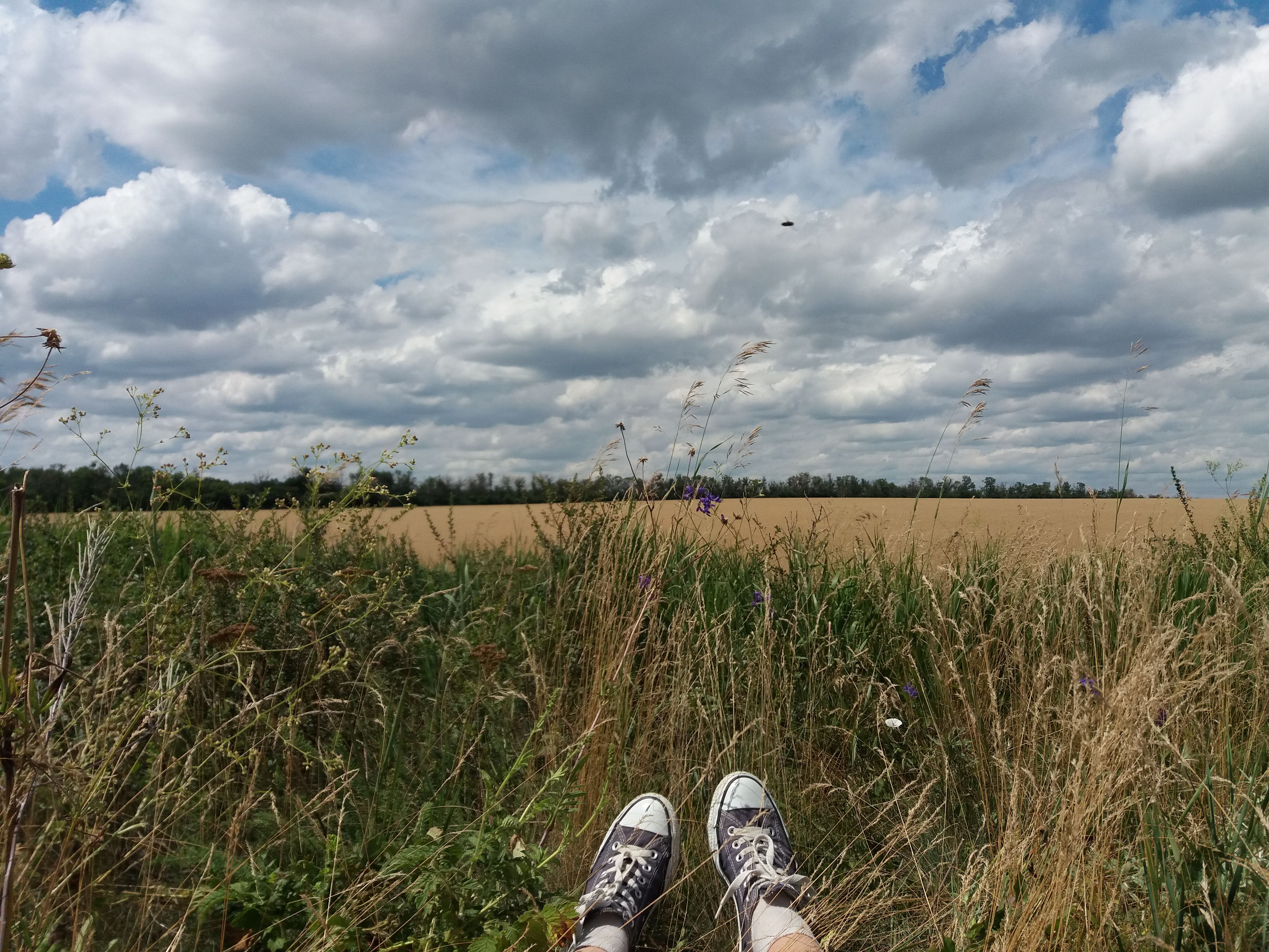 Sitting in the Tall Grass by the Sandy Beach · Free Stock Photo