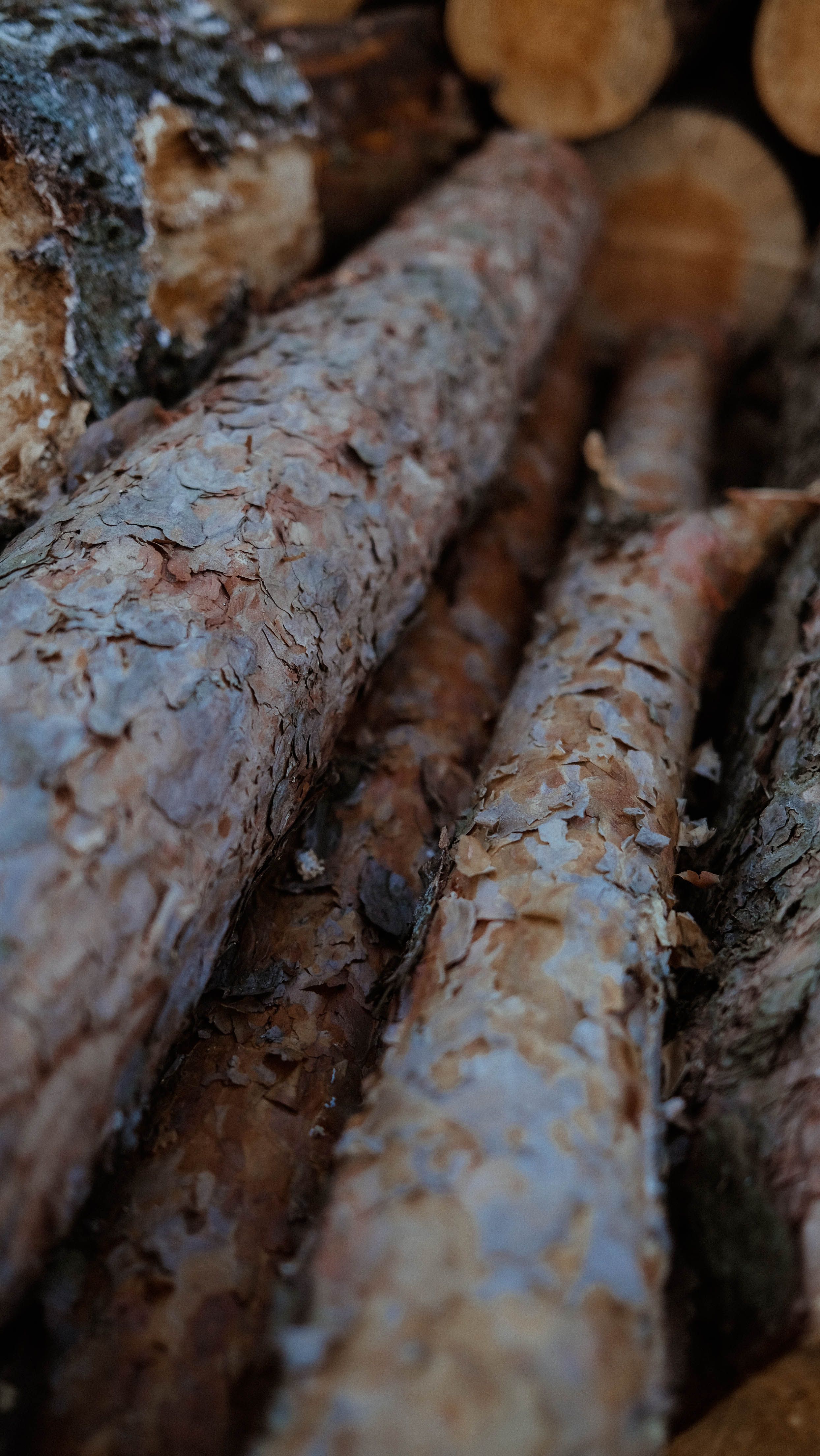 Close-Up Shot of Timber Woods · Free Stock Photo