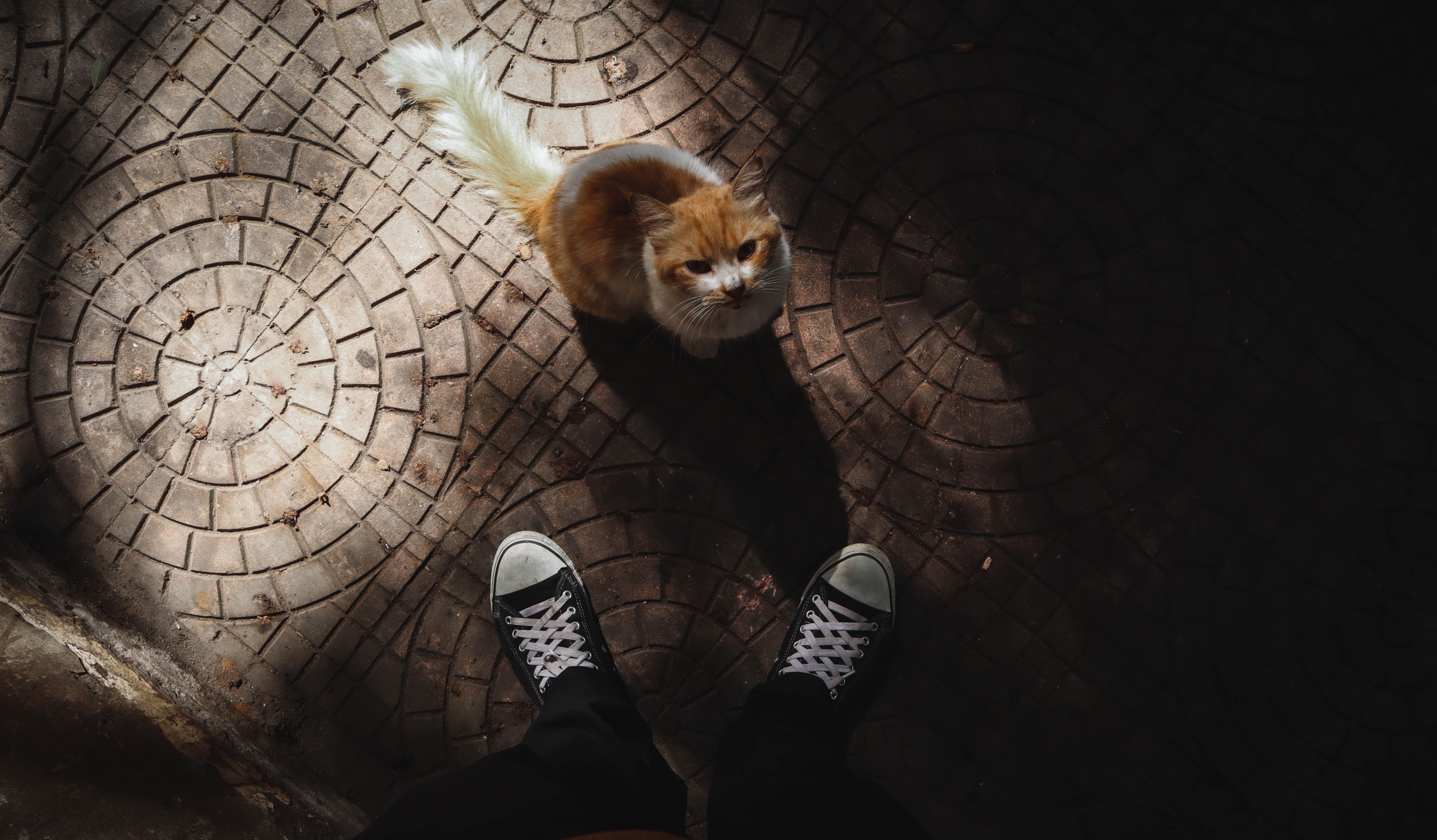 Tufted Tail Photos, Download The BEST Free Tufted Tail Stock Photos ...