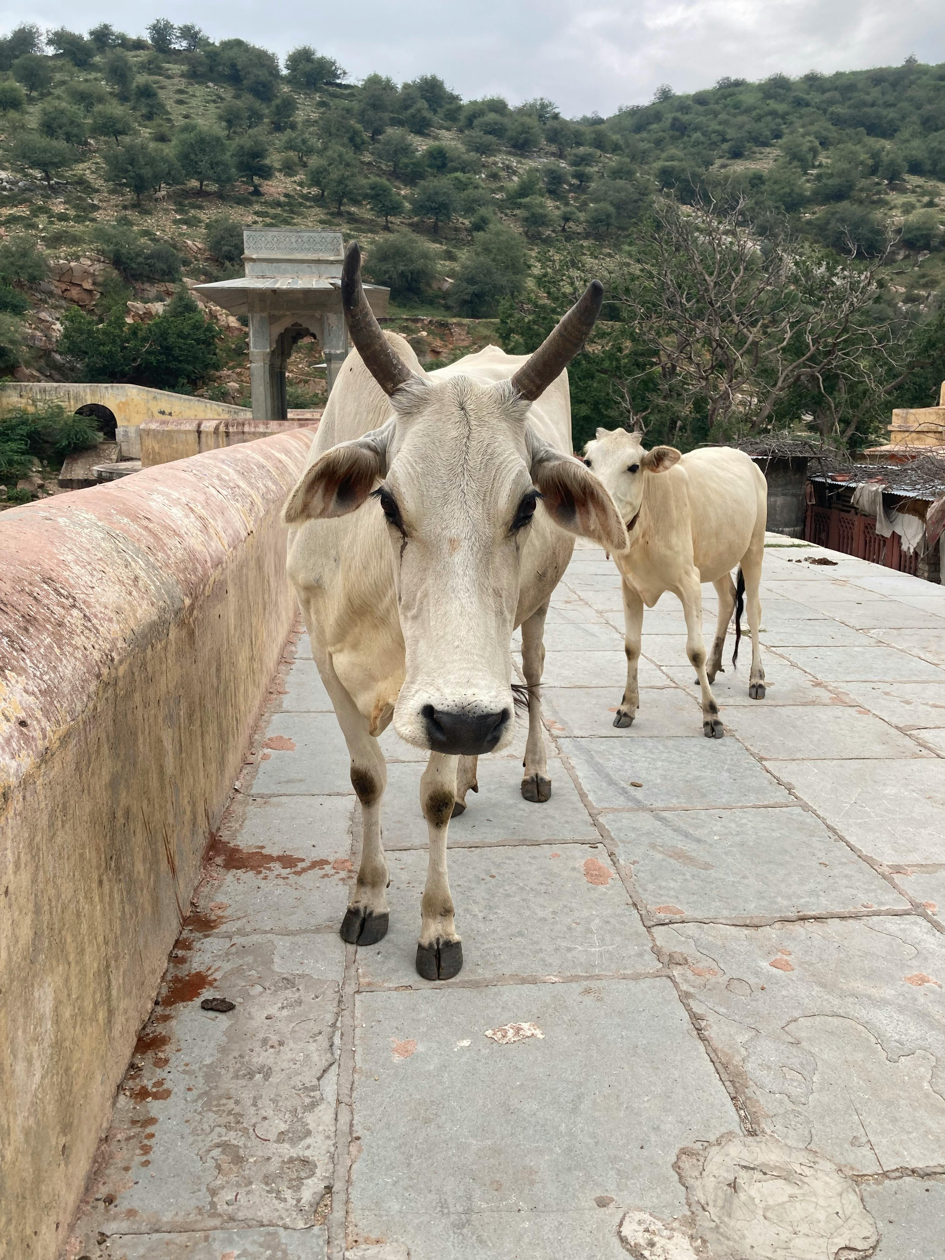 Photo of White Cows · Free Stock Photo