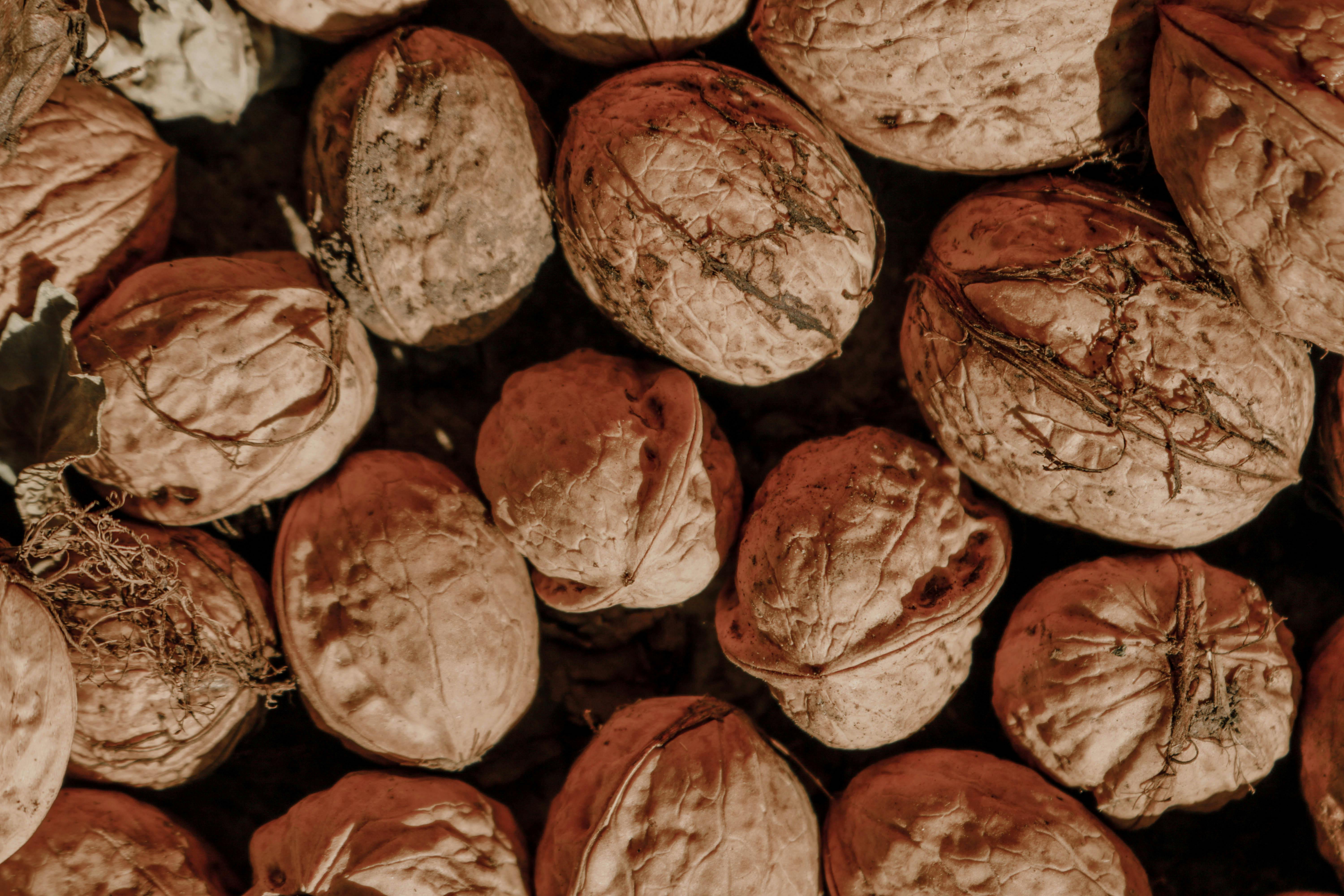 Close-Up Shot of Walnuts · Free Stock Photo