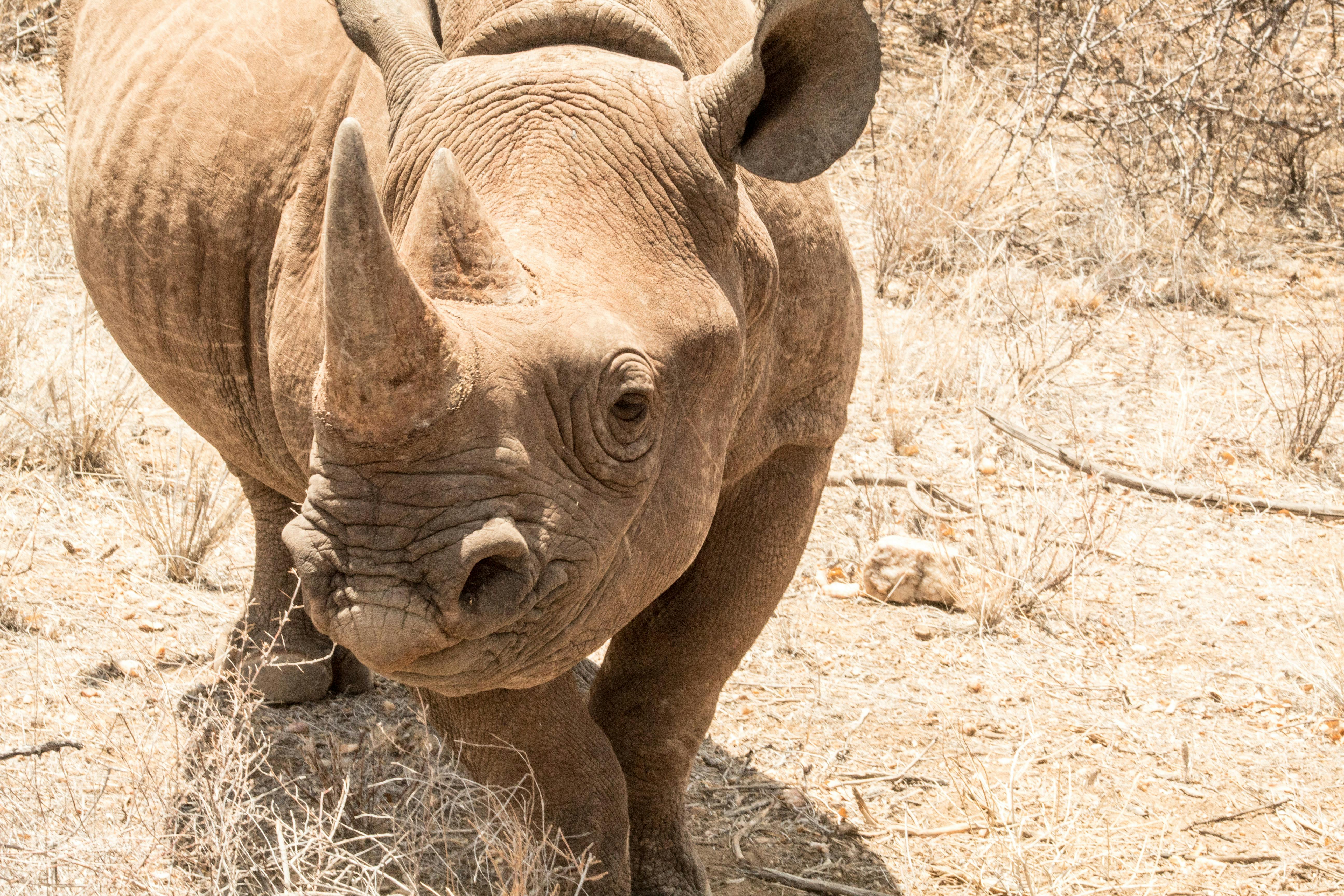 Rhino Poaching Photos, Download The BEST Free Rhino Poaching Stock ...