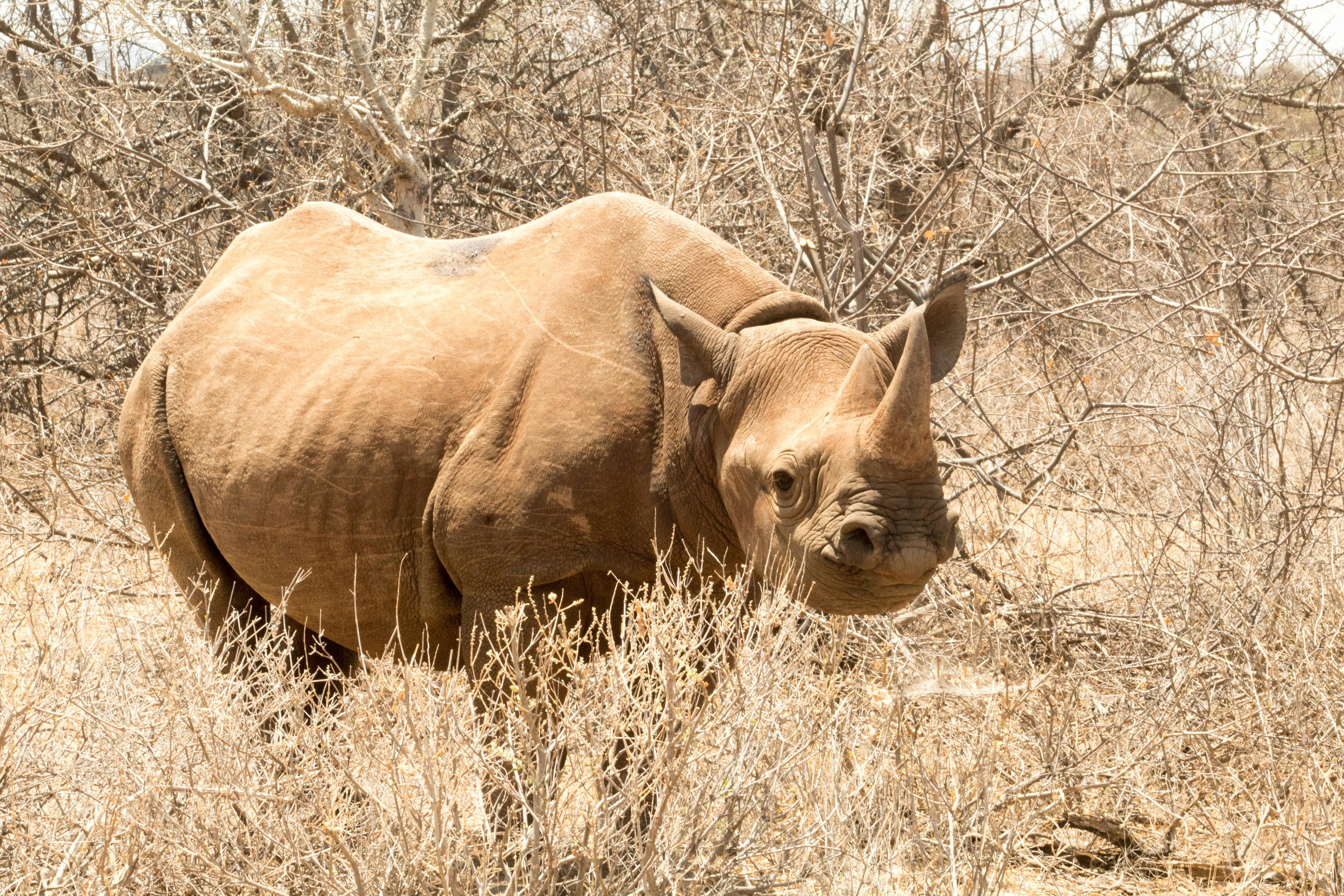 Brown Rhinoceros on Brown Grass Field · Free Stock Photo