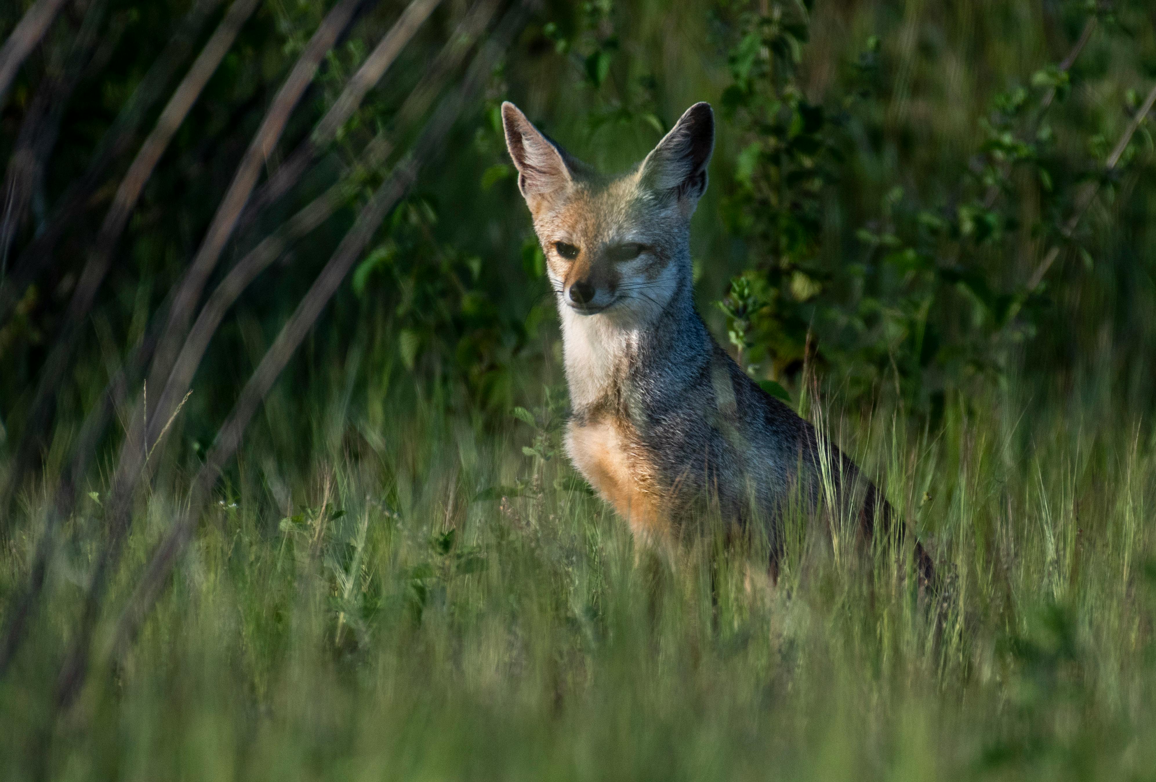 Fox Wallpapers Photos, Download The BEST Free Fox Wallpapers Stock ...