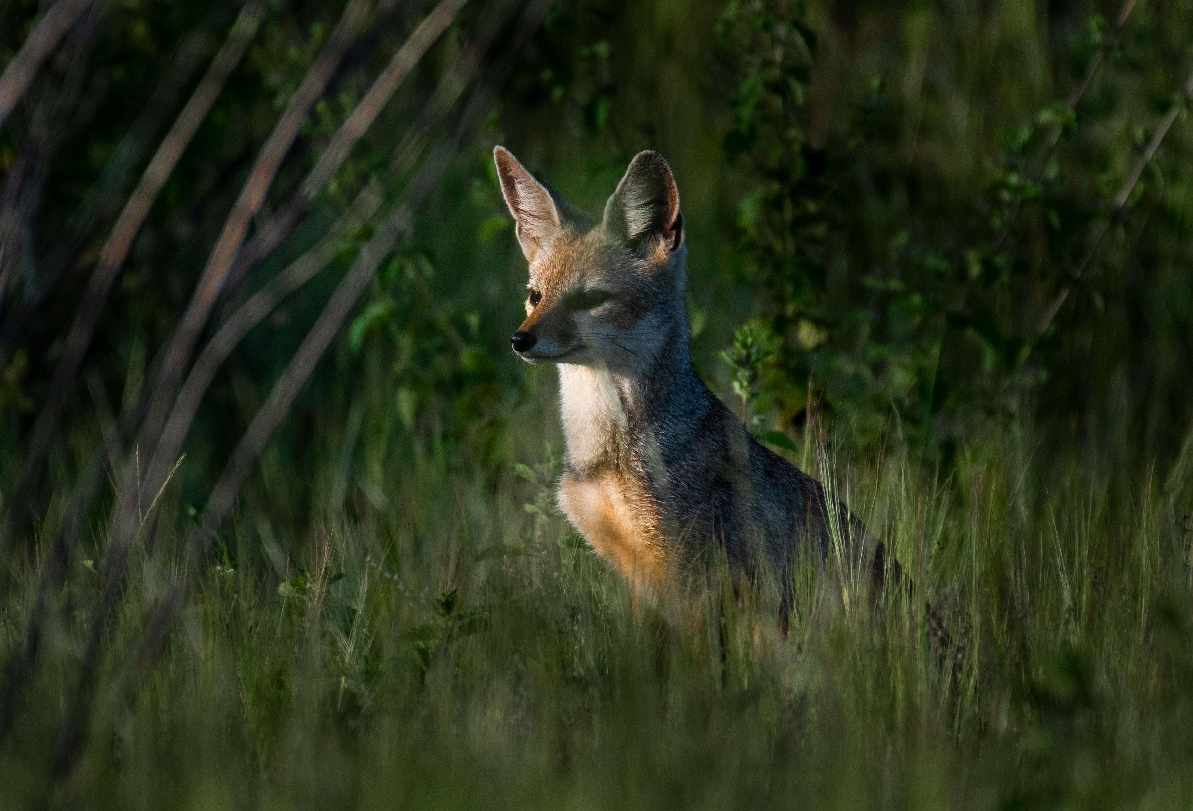 Photo of Fox Sitting On Ground · Free Stock Photo