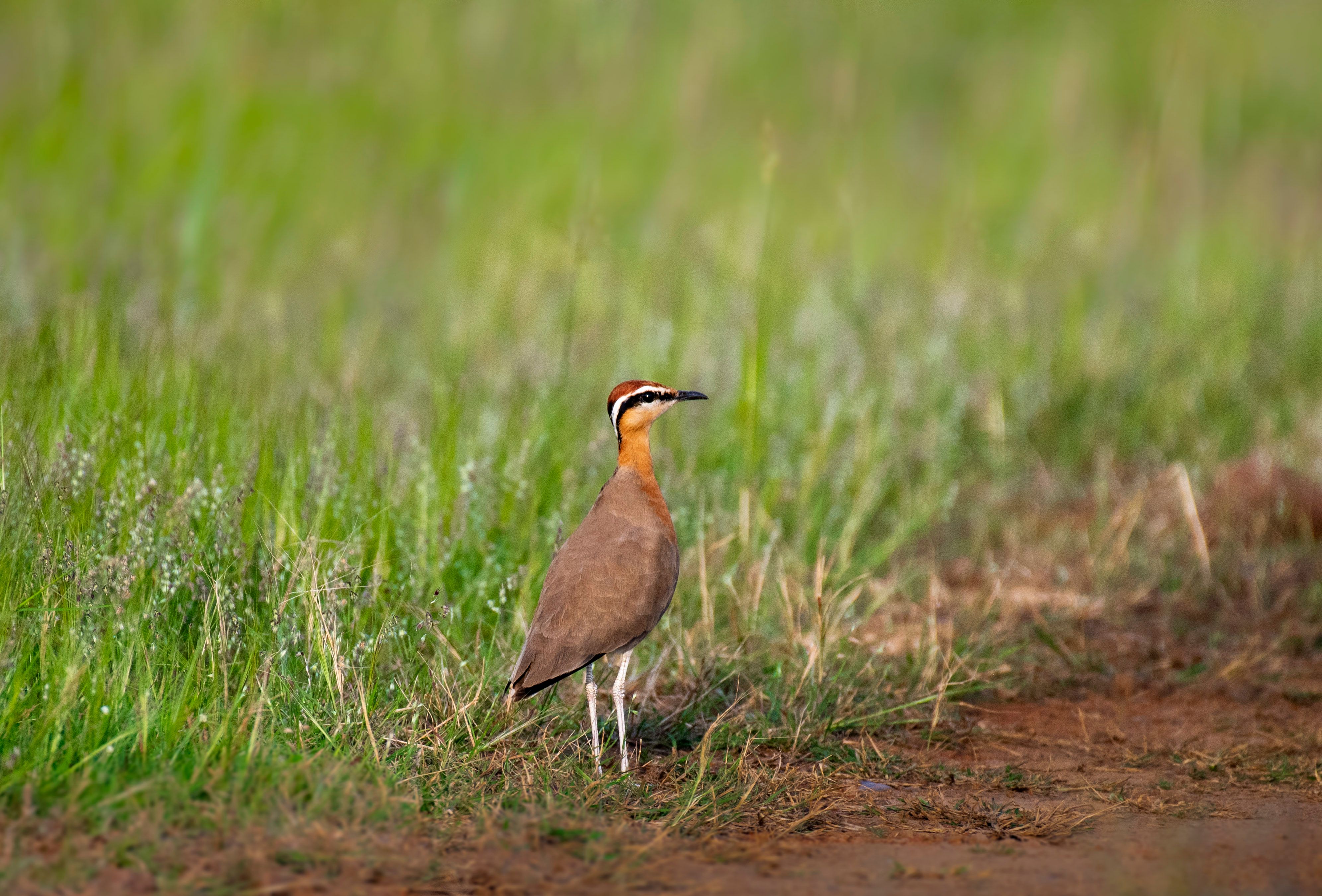 Wader Bird Photos, Download Free Wader Bird Stock Photos & HD Images