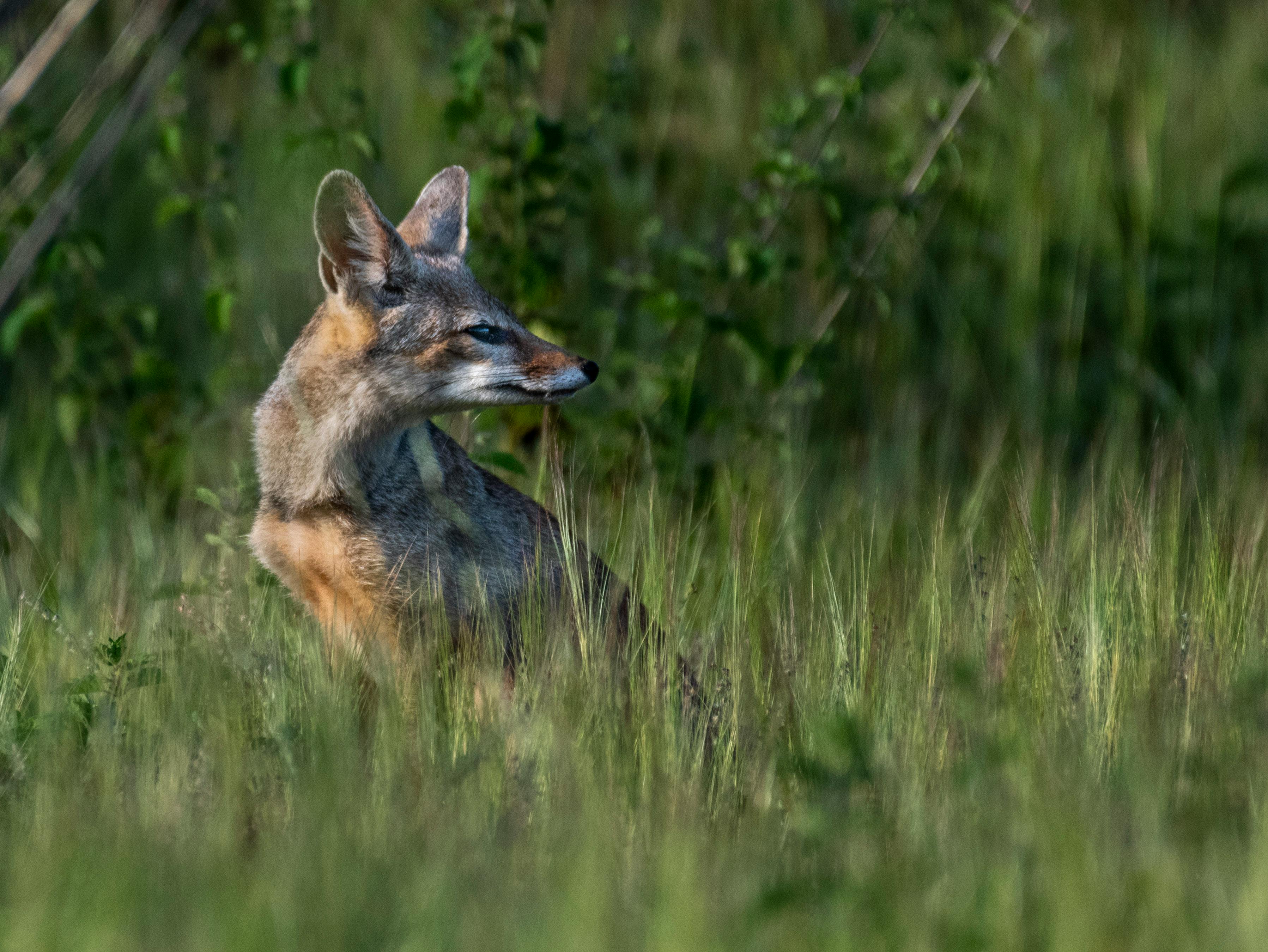 Fox Sitting on the Ground · Free Stock Photo