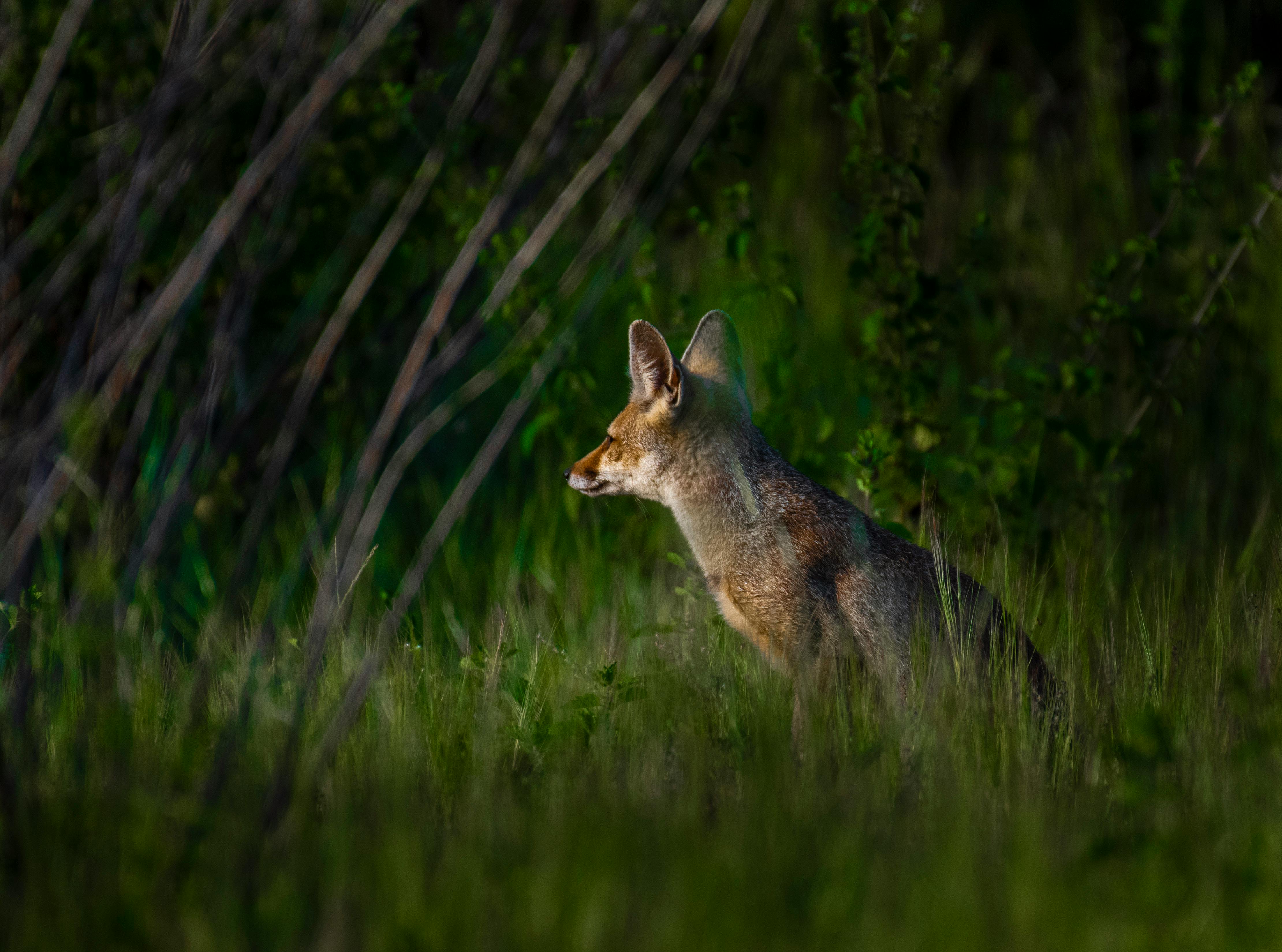 Fox Sitting on the Ground · Free Stock Photo