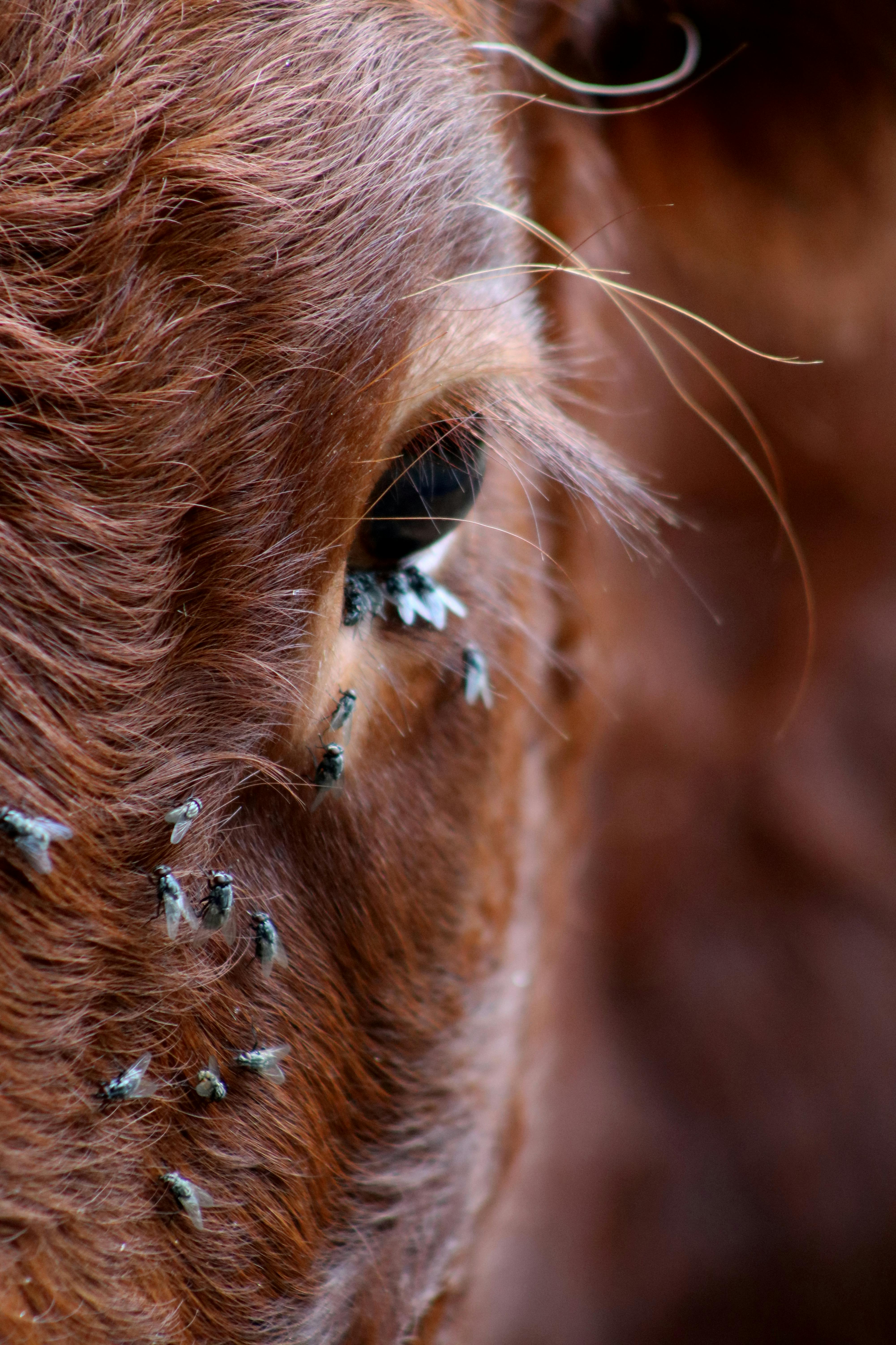 Flies Sitting on Cow · Free Stock Photo