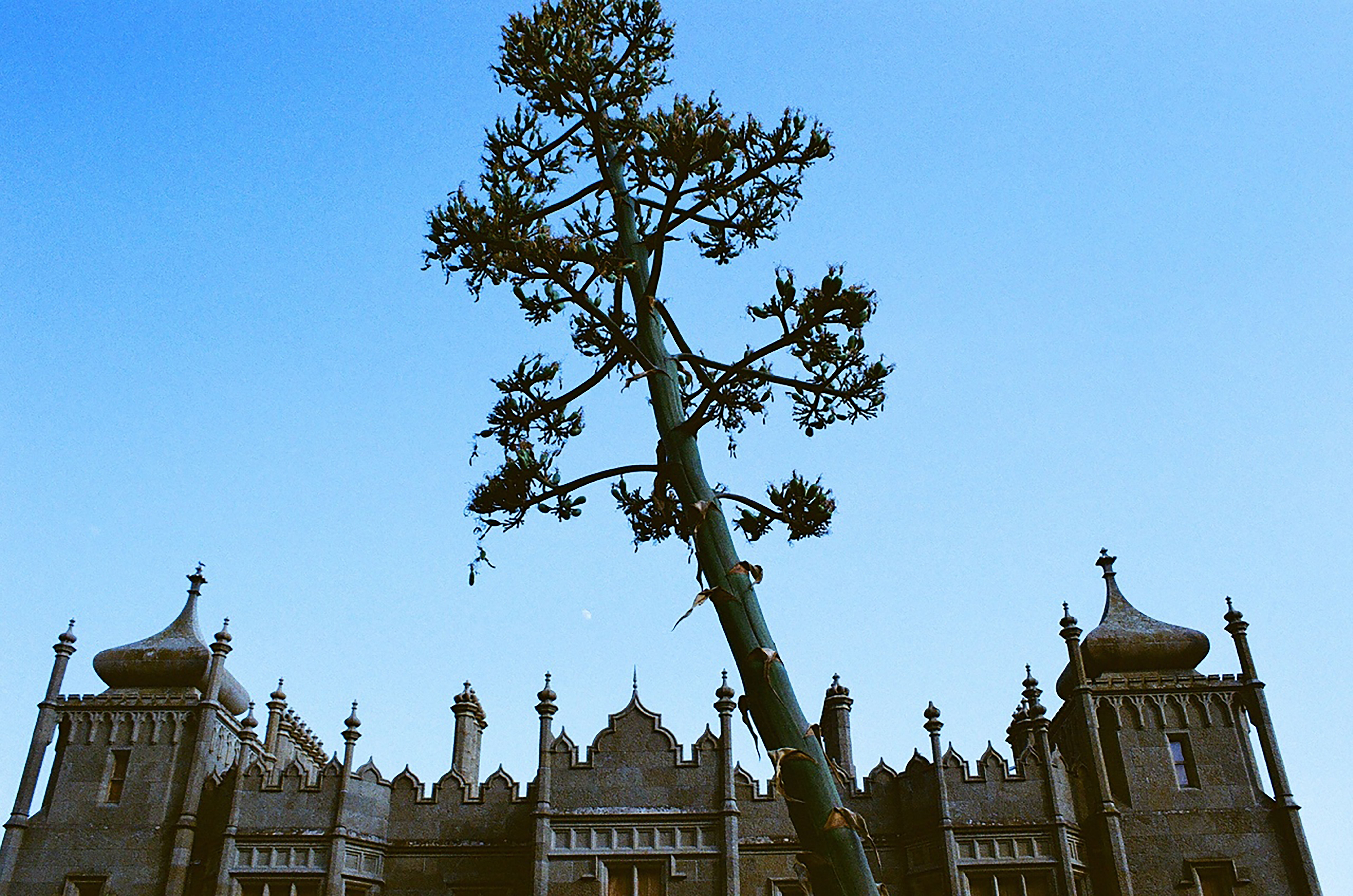 Vorontsov Palace, Alupka, Crimea · Free Stock Photo