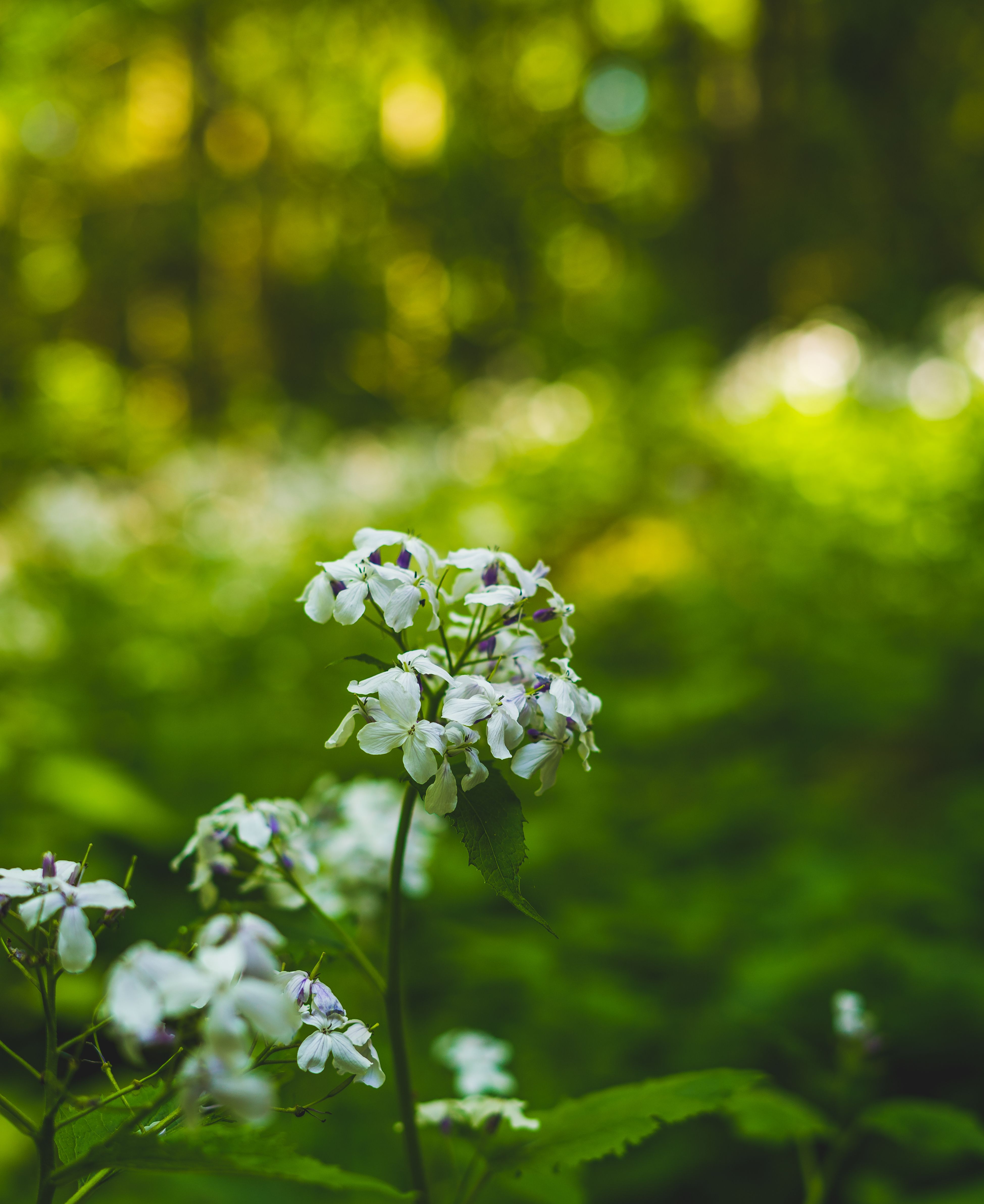 White Flowers in Bloom · Free Stock Photo