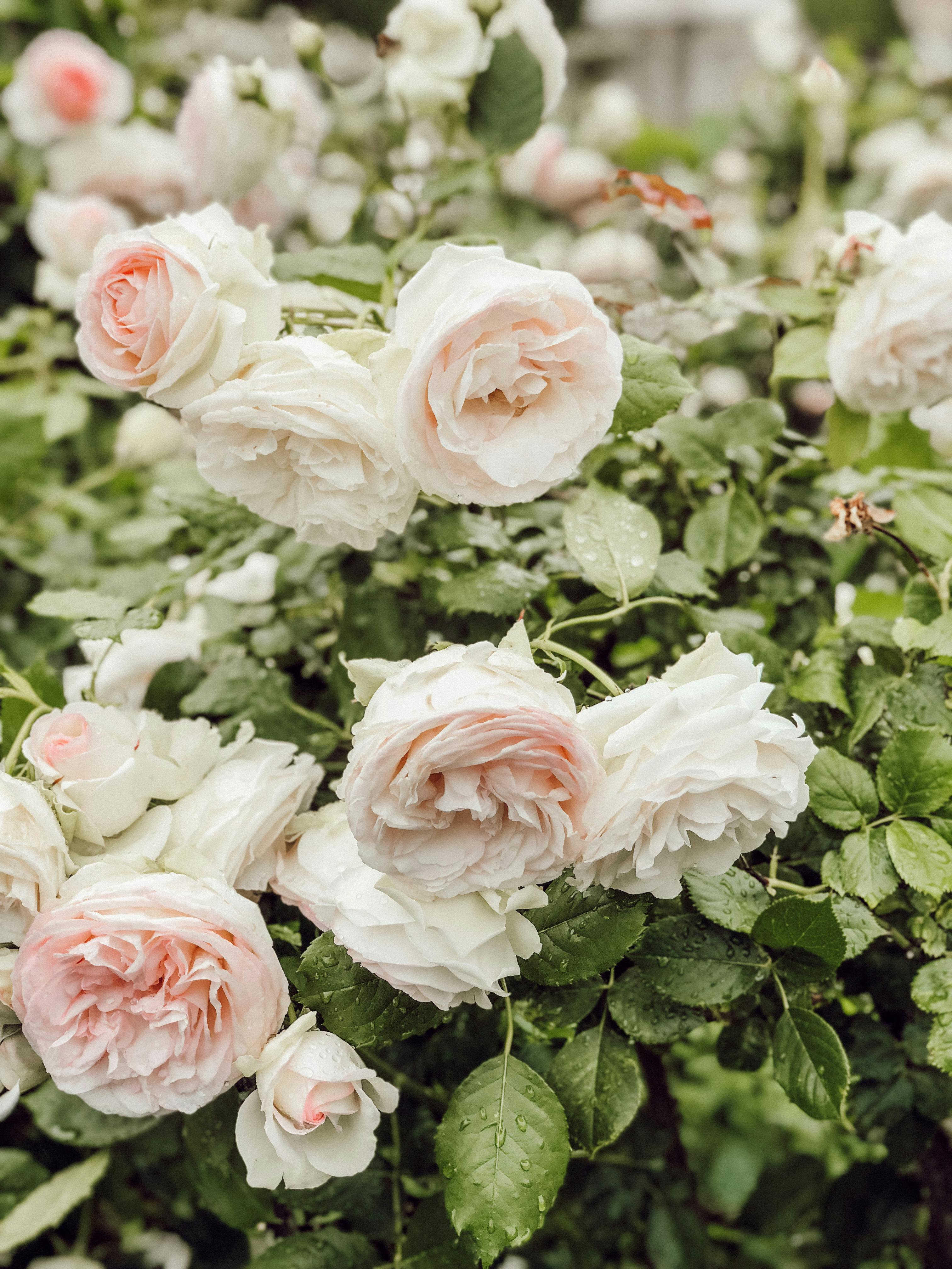 White Rose Bush Background Photos, Download The BEST Free White Rose ...