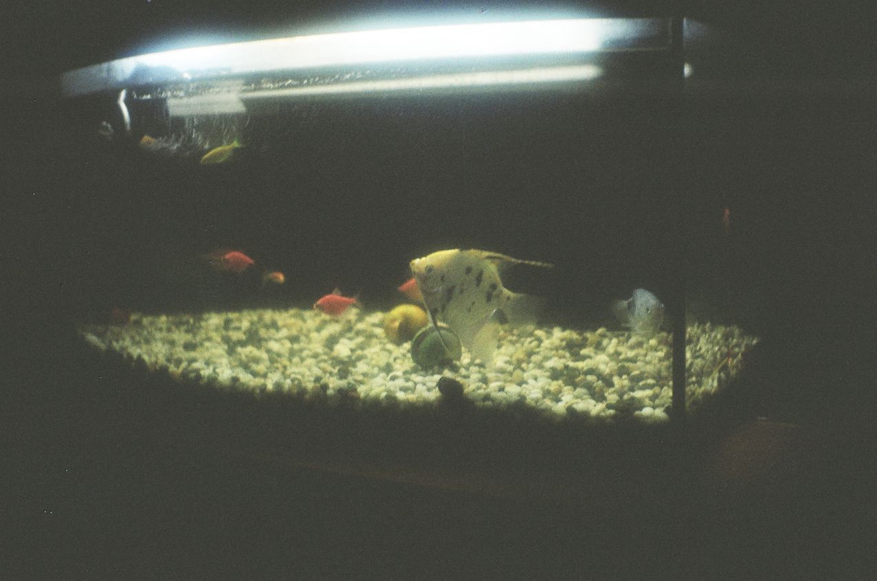 Gold Fishes as Pets: A Simple, Complete Guide for Beginners