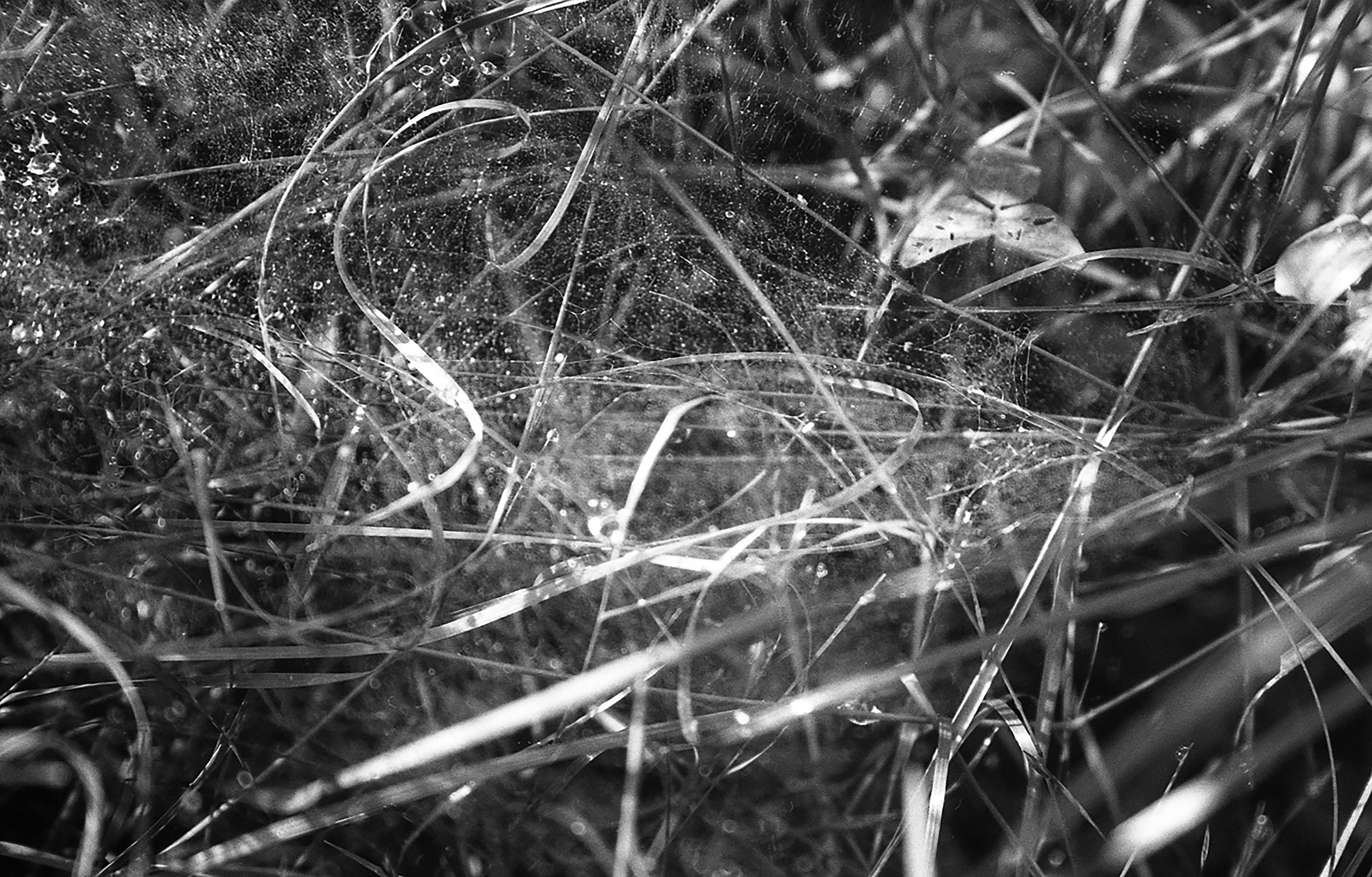 Close-up of Tangled Wild Grass · Free Stock Photo
