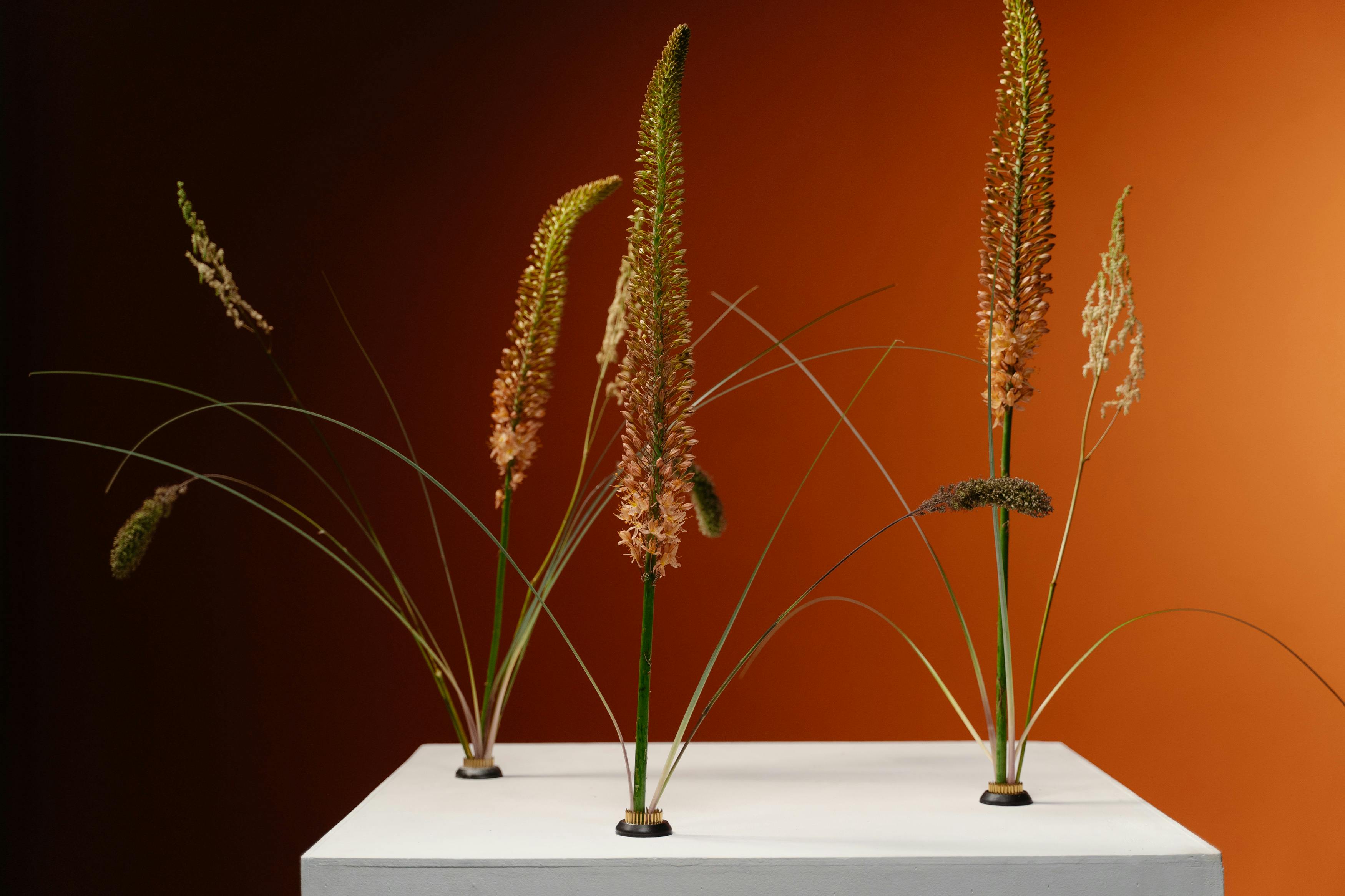 Symmetrical Display Photos, Download The BEST Free Symmetrical Display ...