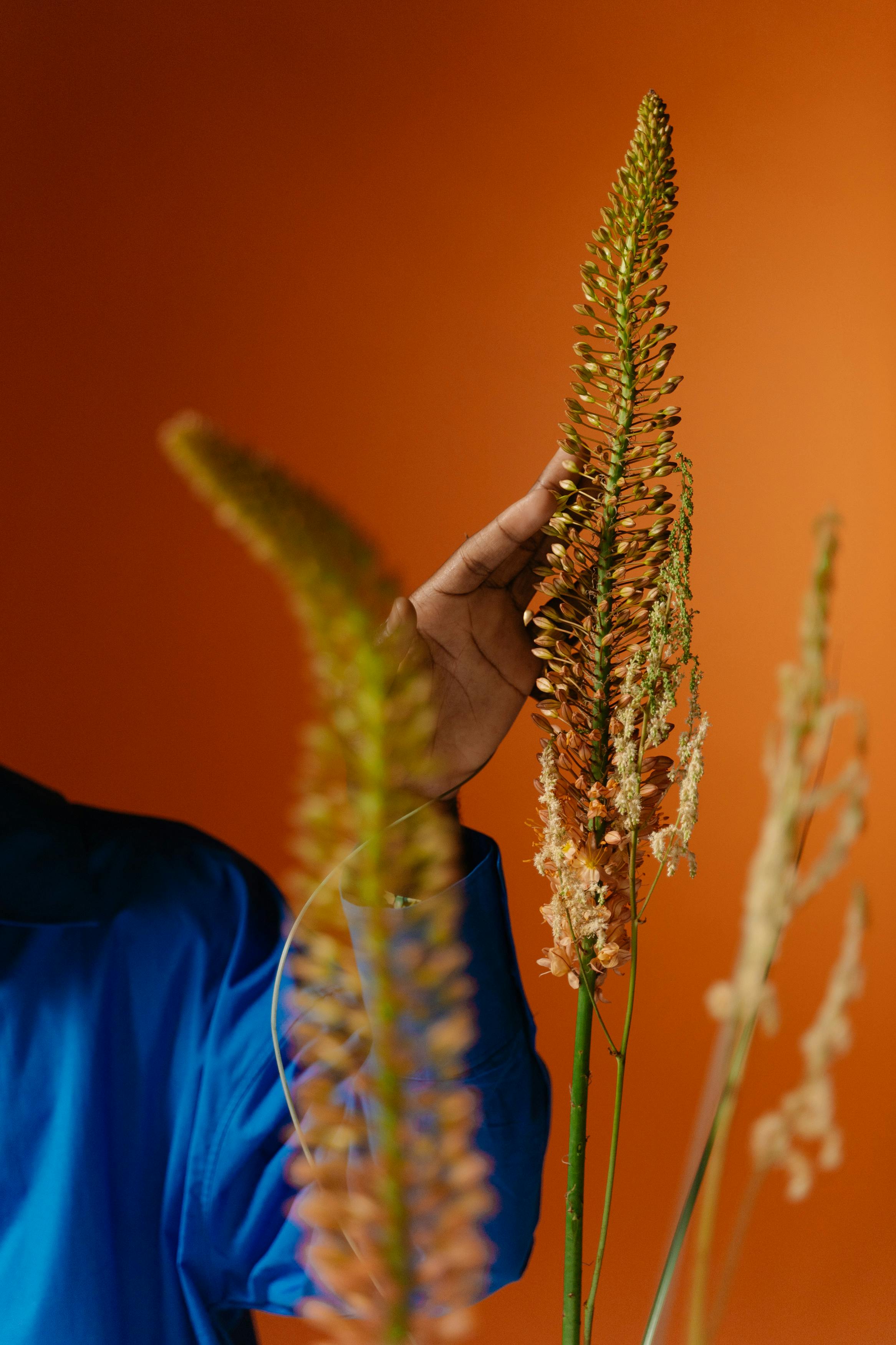 Foxtail Millet Photos, Download The BEST Free Foxtail Millet Stock ...