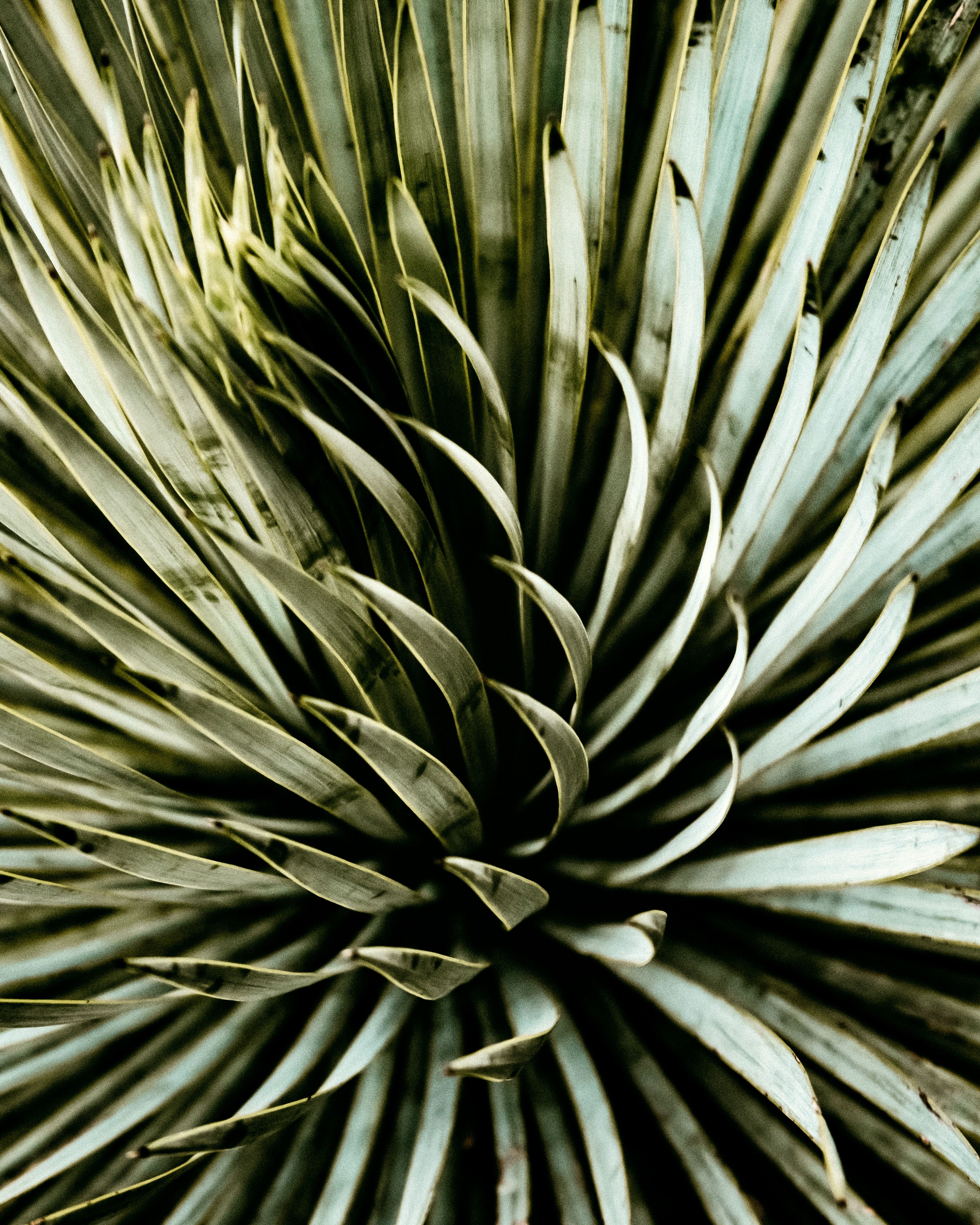 High Angle View of a Plant · Free Stock Photo