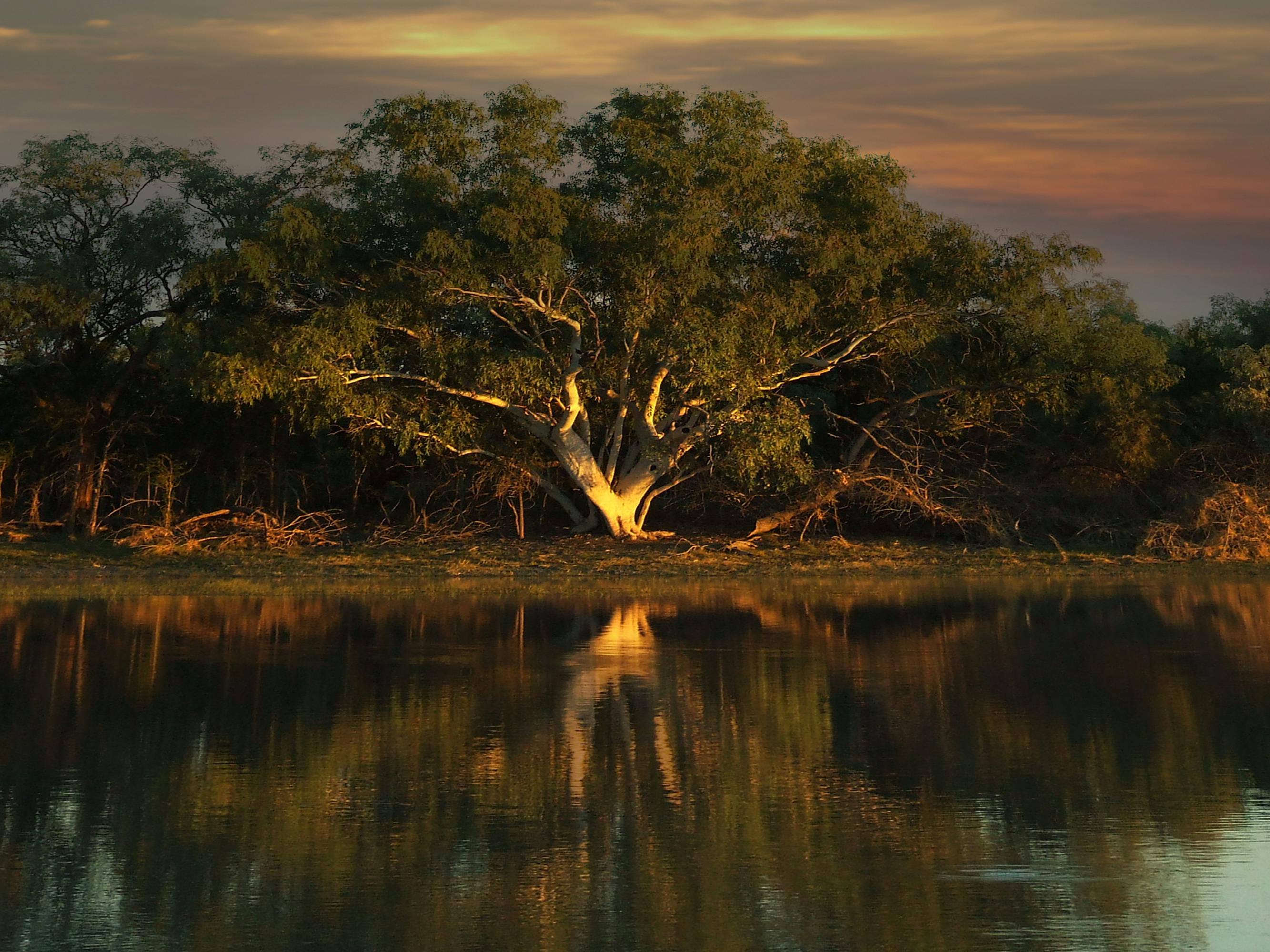 Free stock photo of billabong, northern territory, waterhole