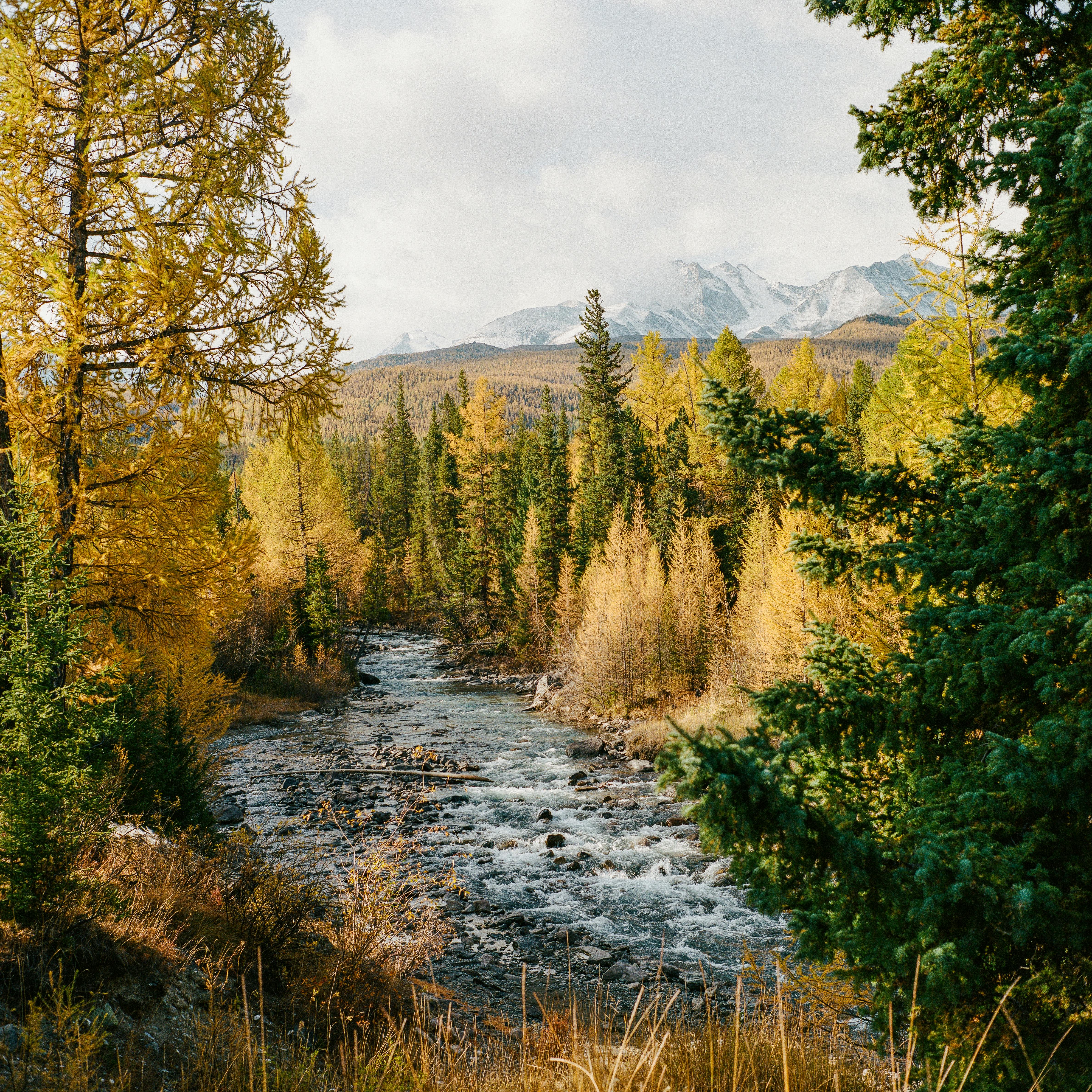 River in Forest with Mountains · Free Stock Photo