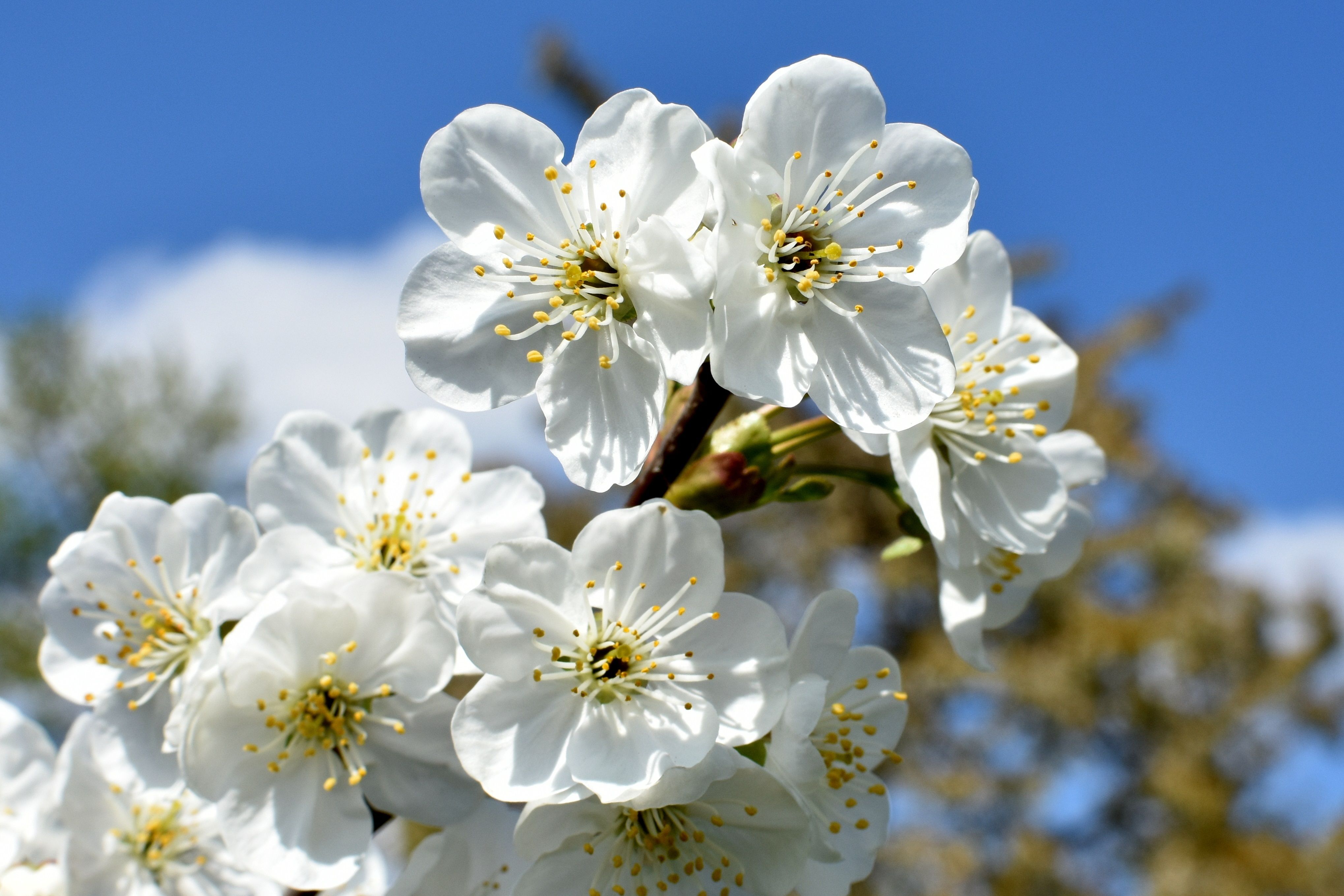 Pink Cherry Blossoms · Free Stock Photo