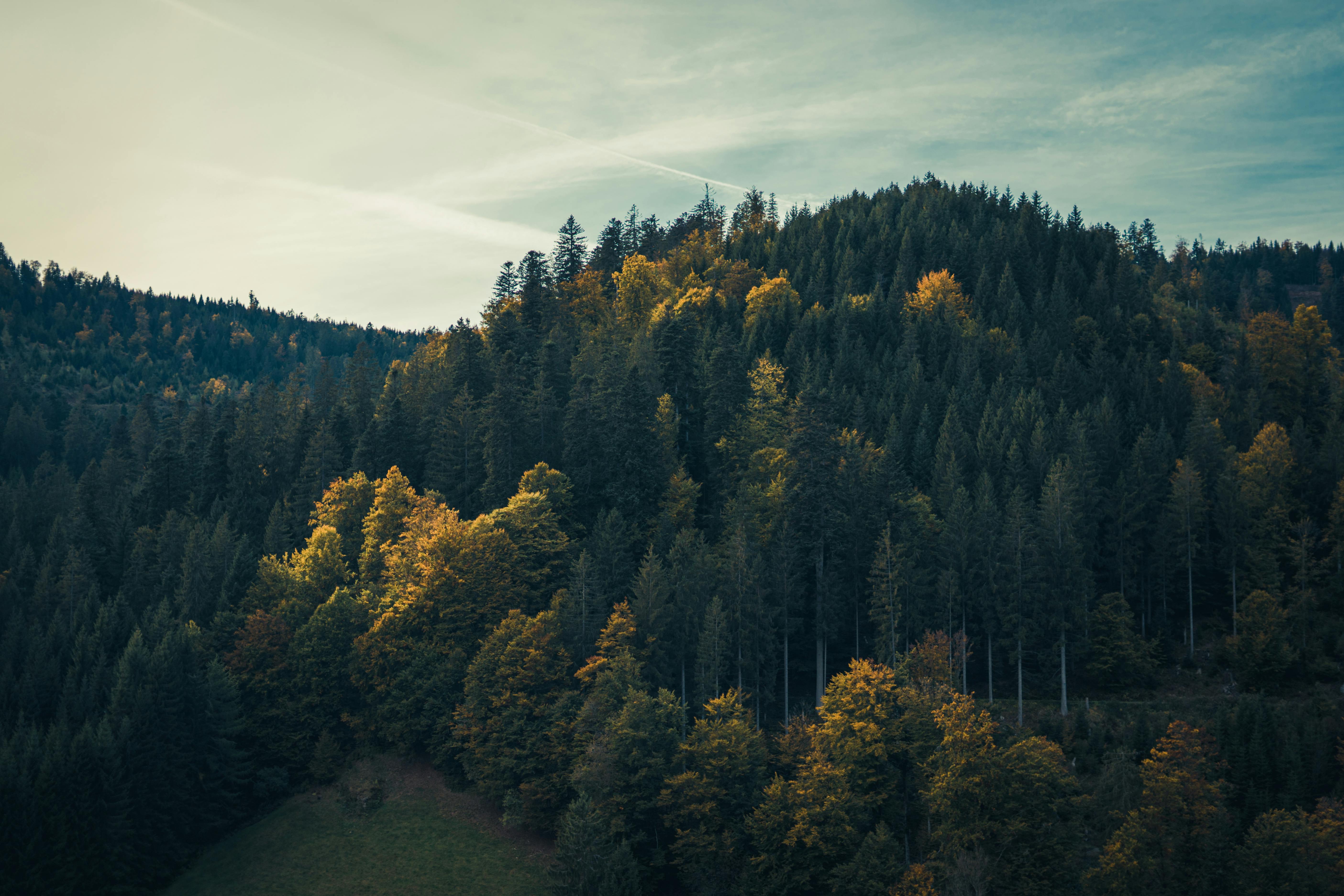 An Aerial Shot of a Forest · Free Stock Photo