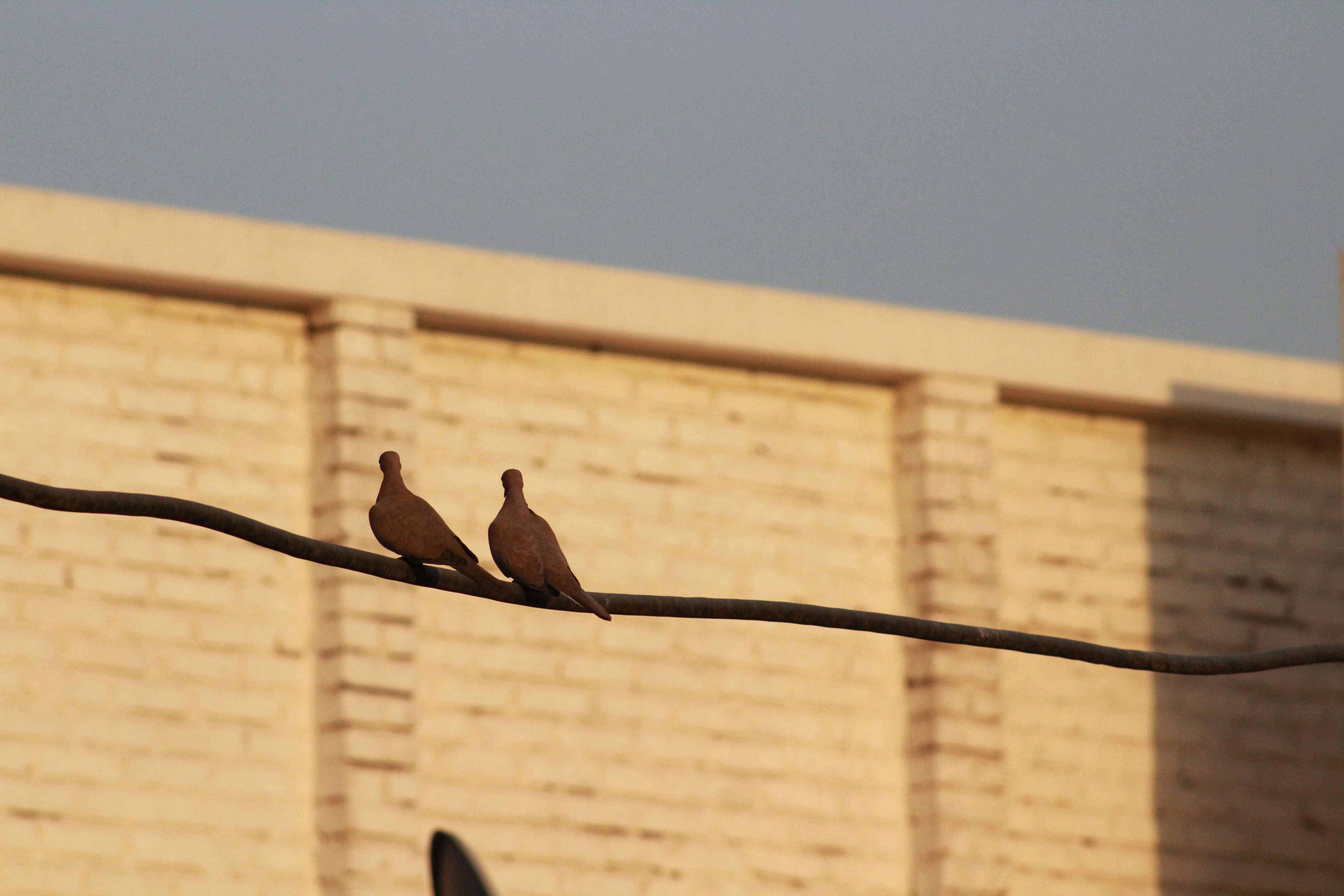 Arpit Shah - Photography