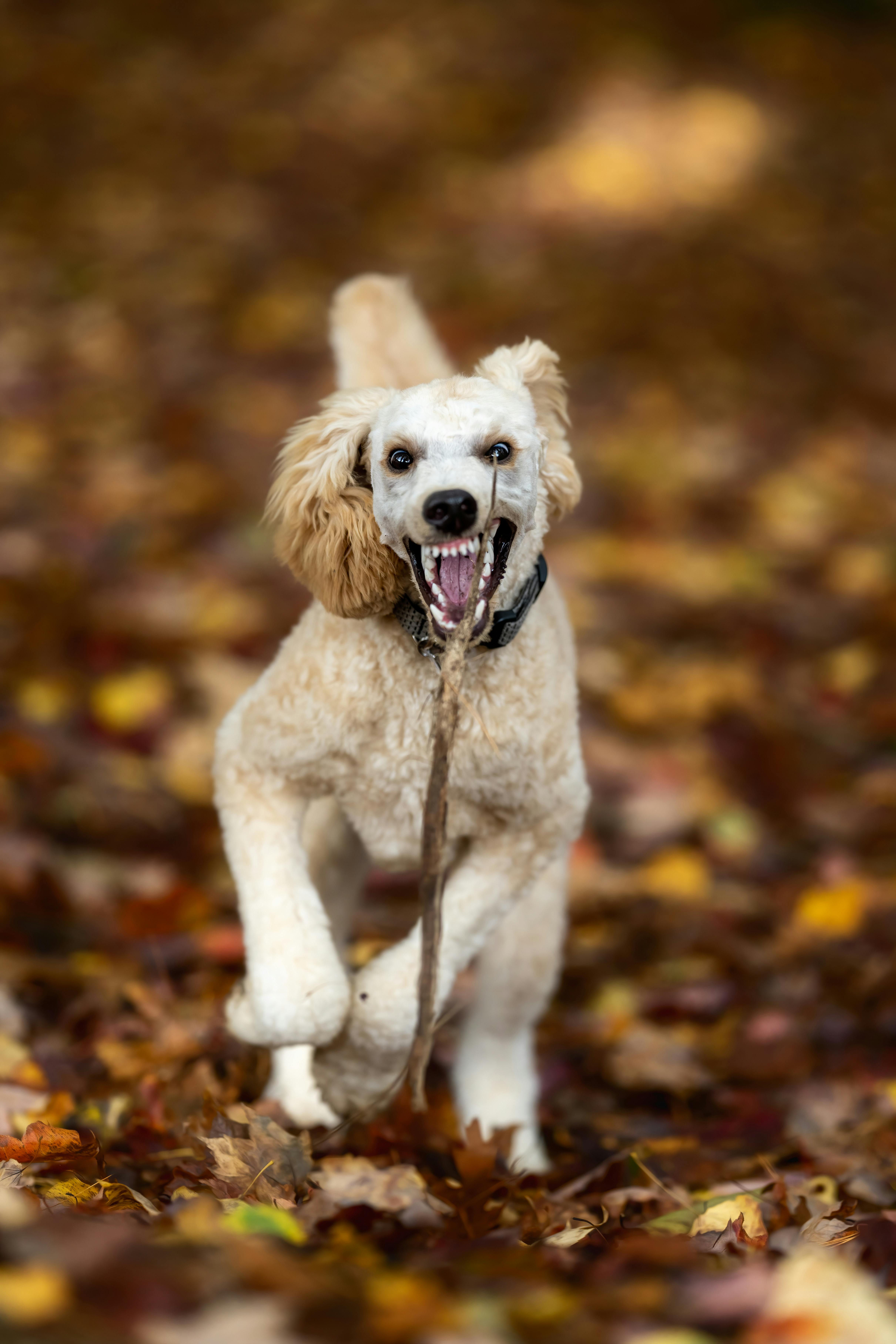 Angry Poodle Photos, Download The BEST Free Angry Poodle Stock Photos ...