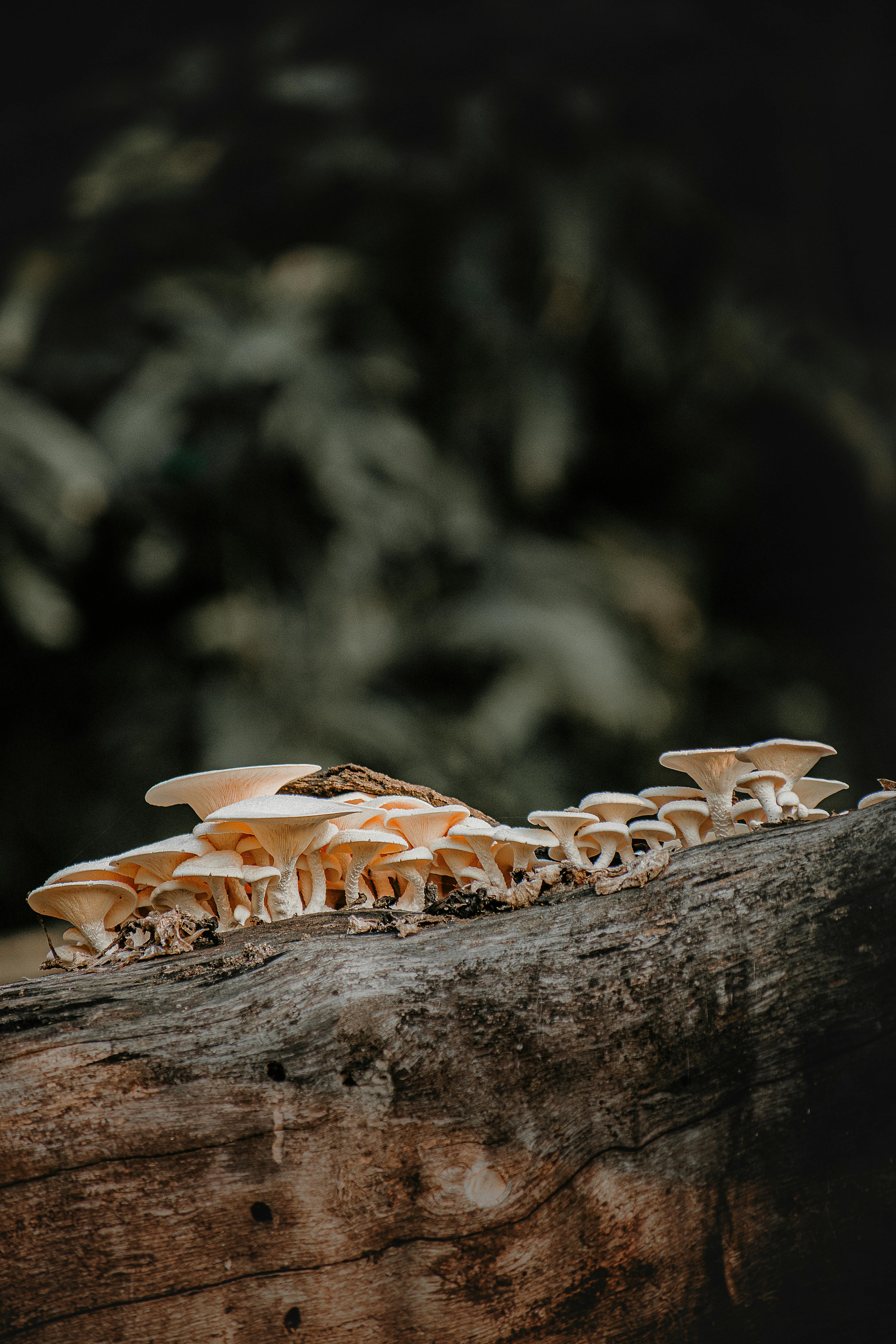 Forest Fungi Photos, Download The BEST Free Forest Fungi Stock Photos ...
