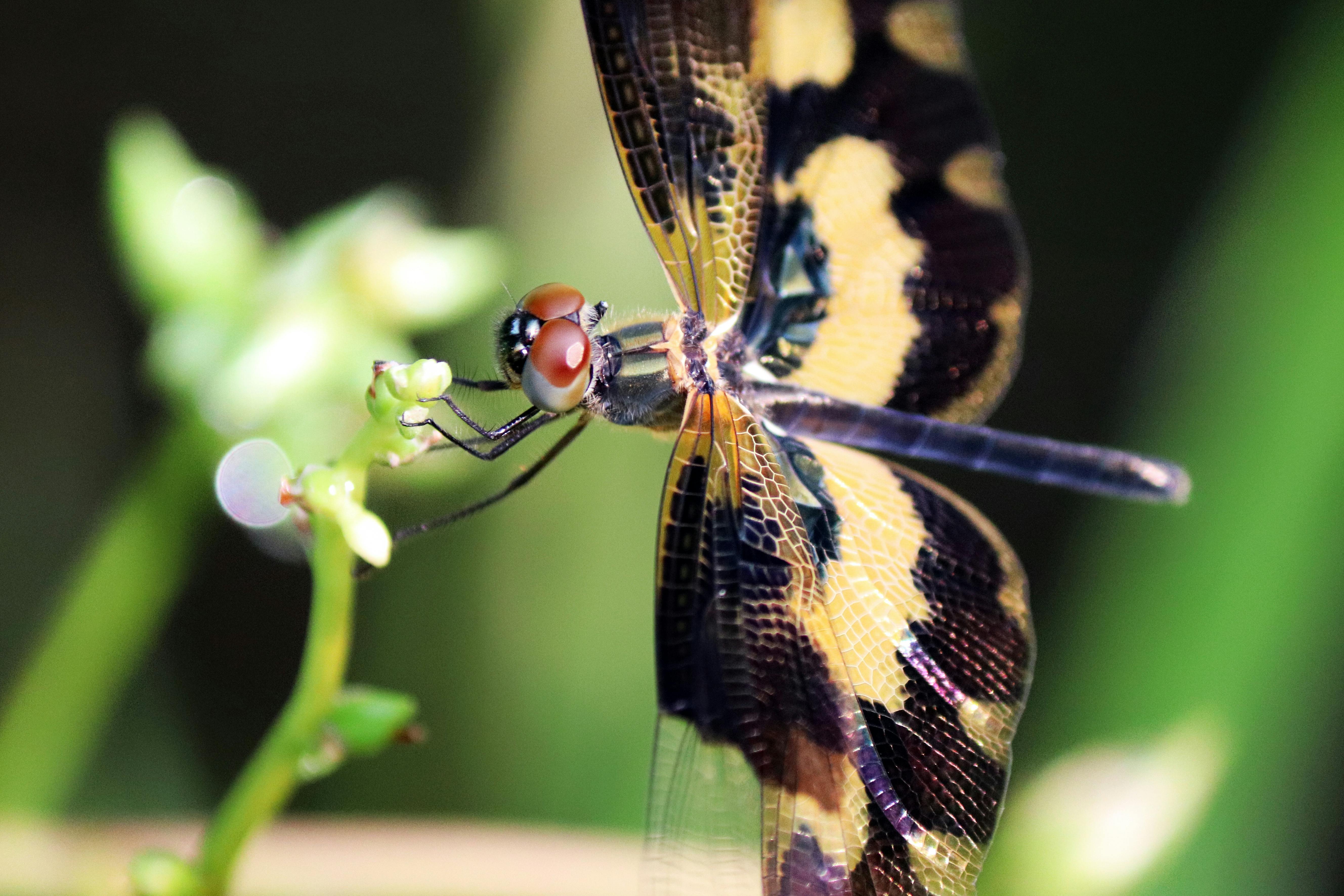 129,336+ Best Free Insect photography Stock Photos & Images · 100% ...