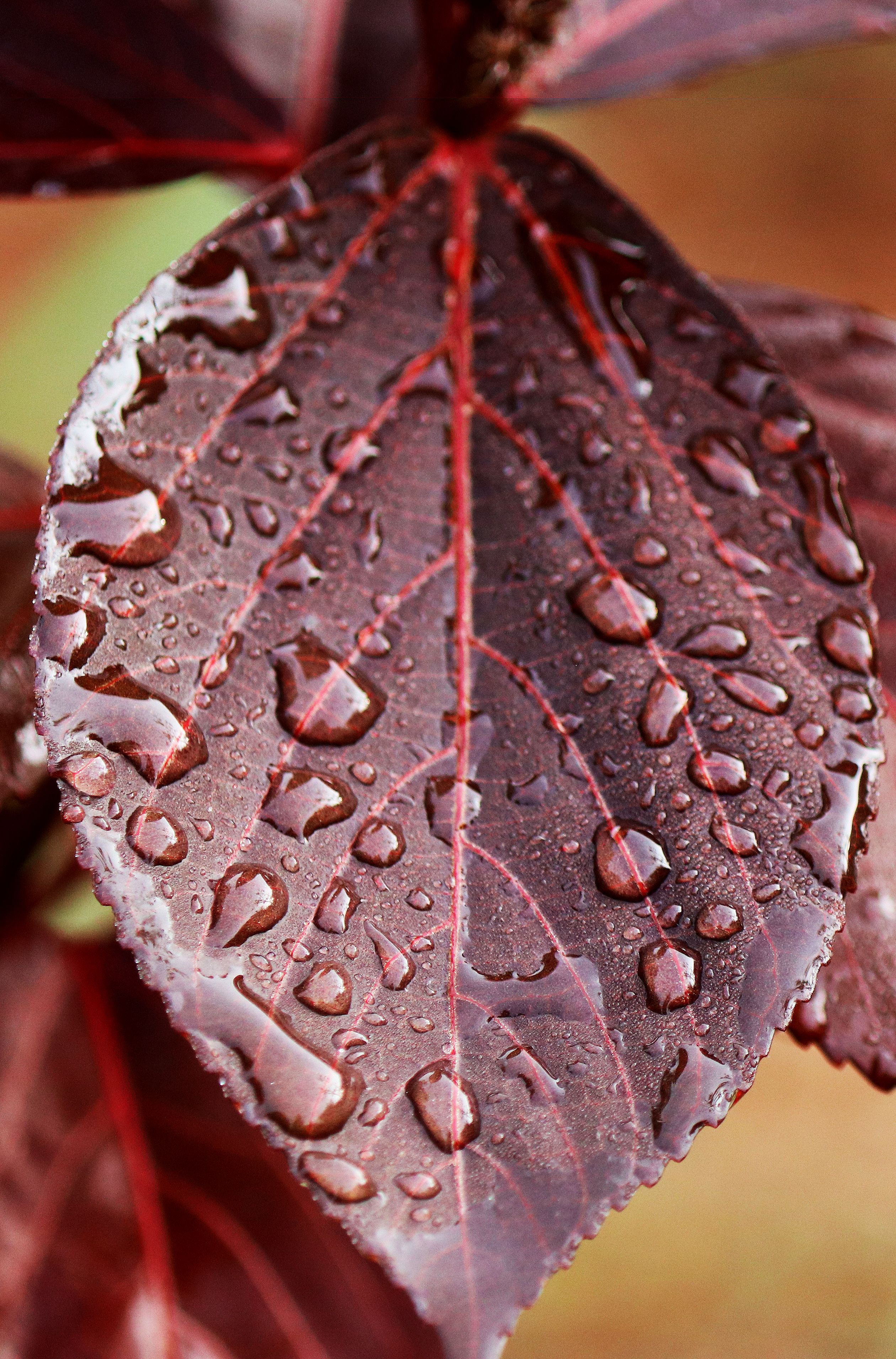 A Close-Up Shot of a Wet Leaf · Free Stock Photo