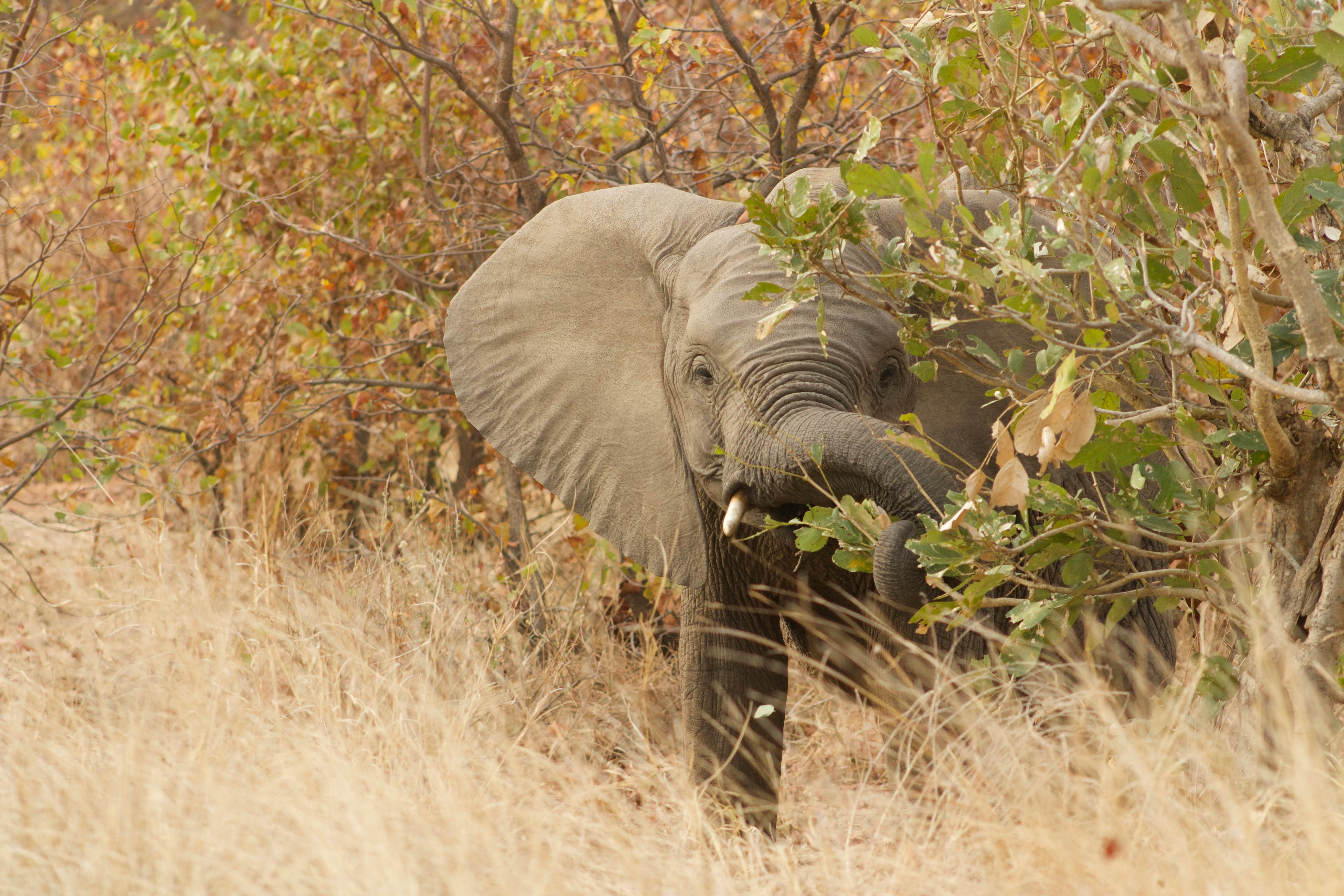 Elephant Standing near Branches of Trees · Free Stock Photo