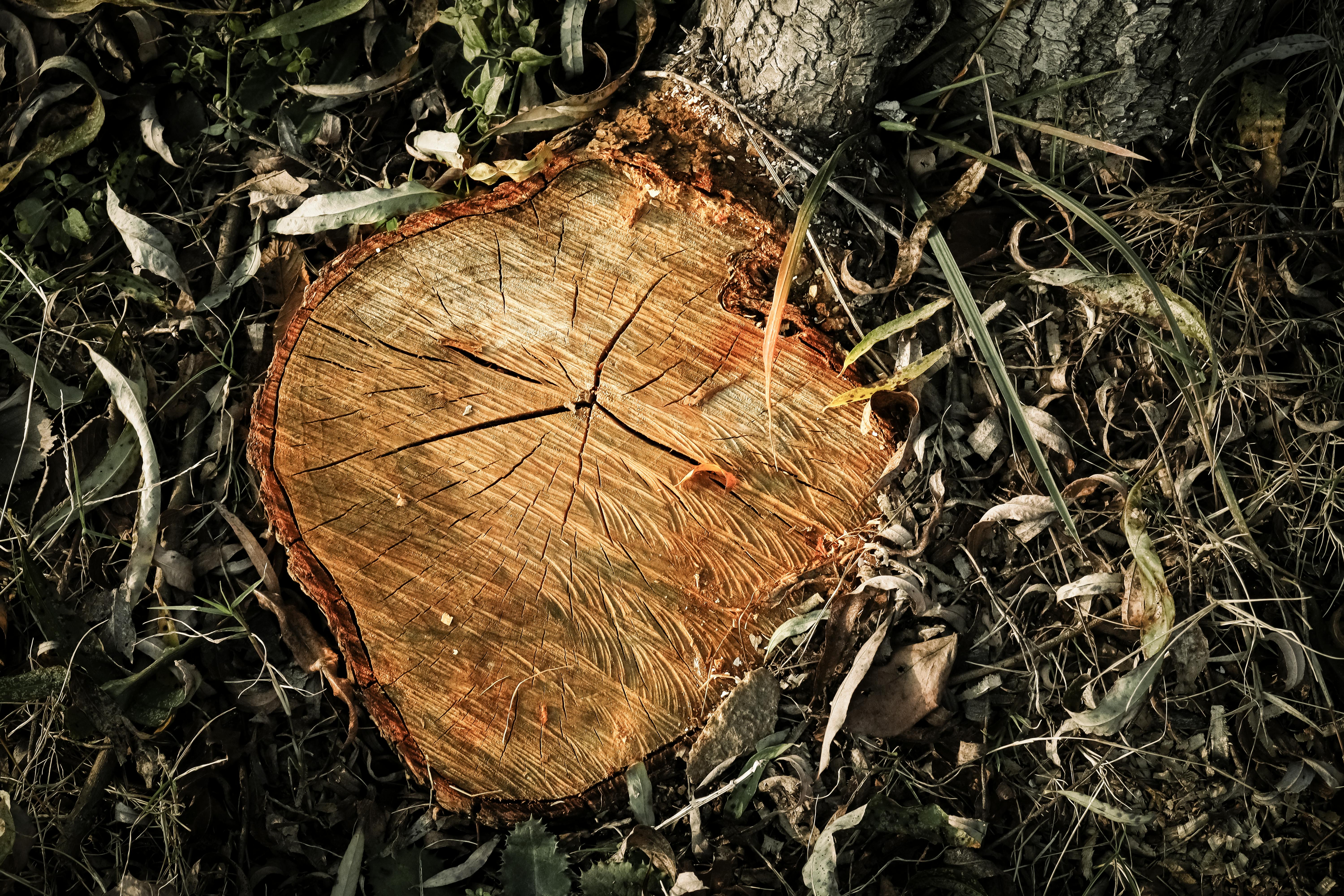 A Brown Tree Stump on Green Grass · Free Stock Photo