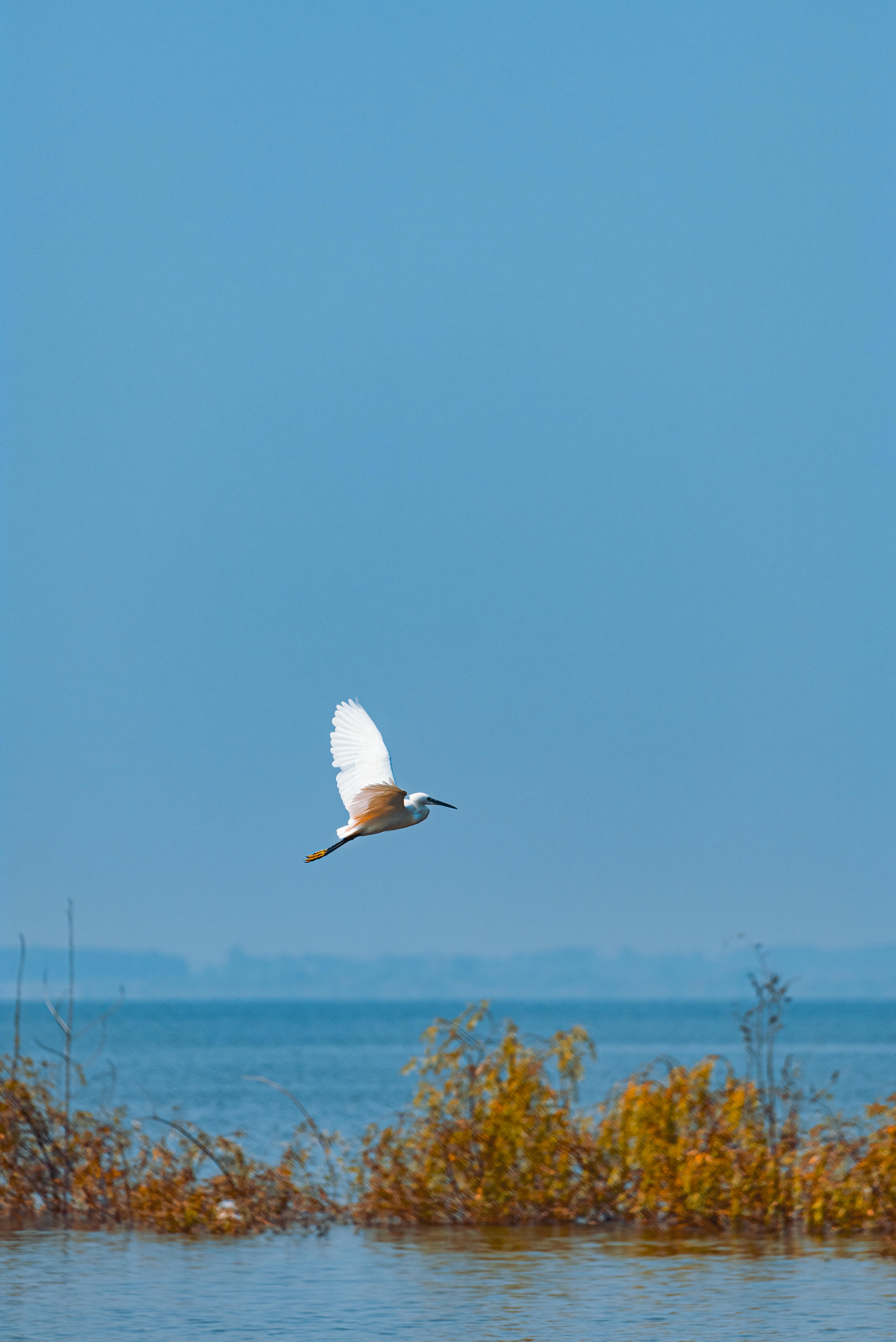 White Bird Flying over the Sea · Free Stock Photo