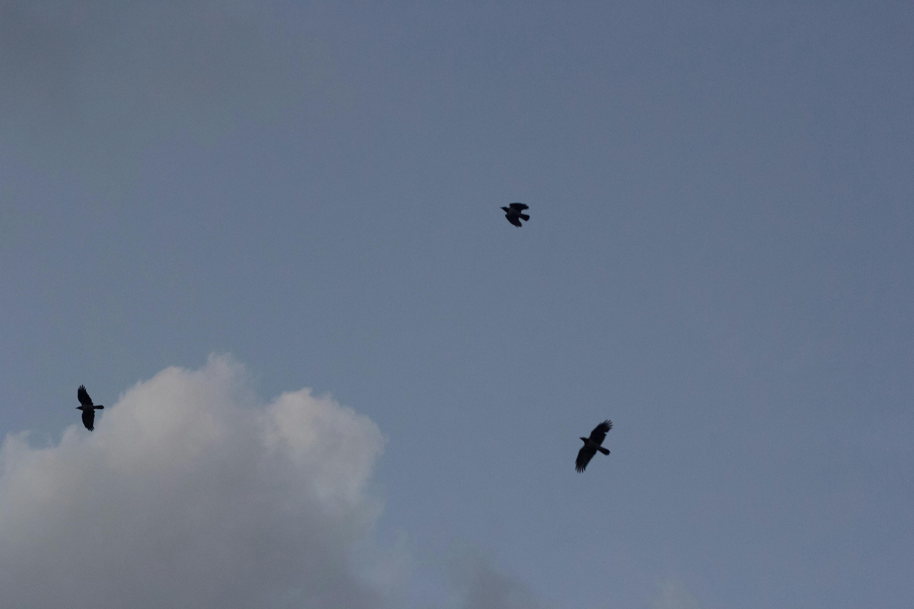 Bird Flying · Free Stock Photo