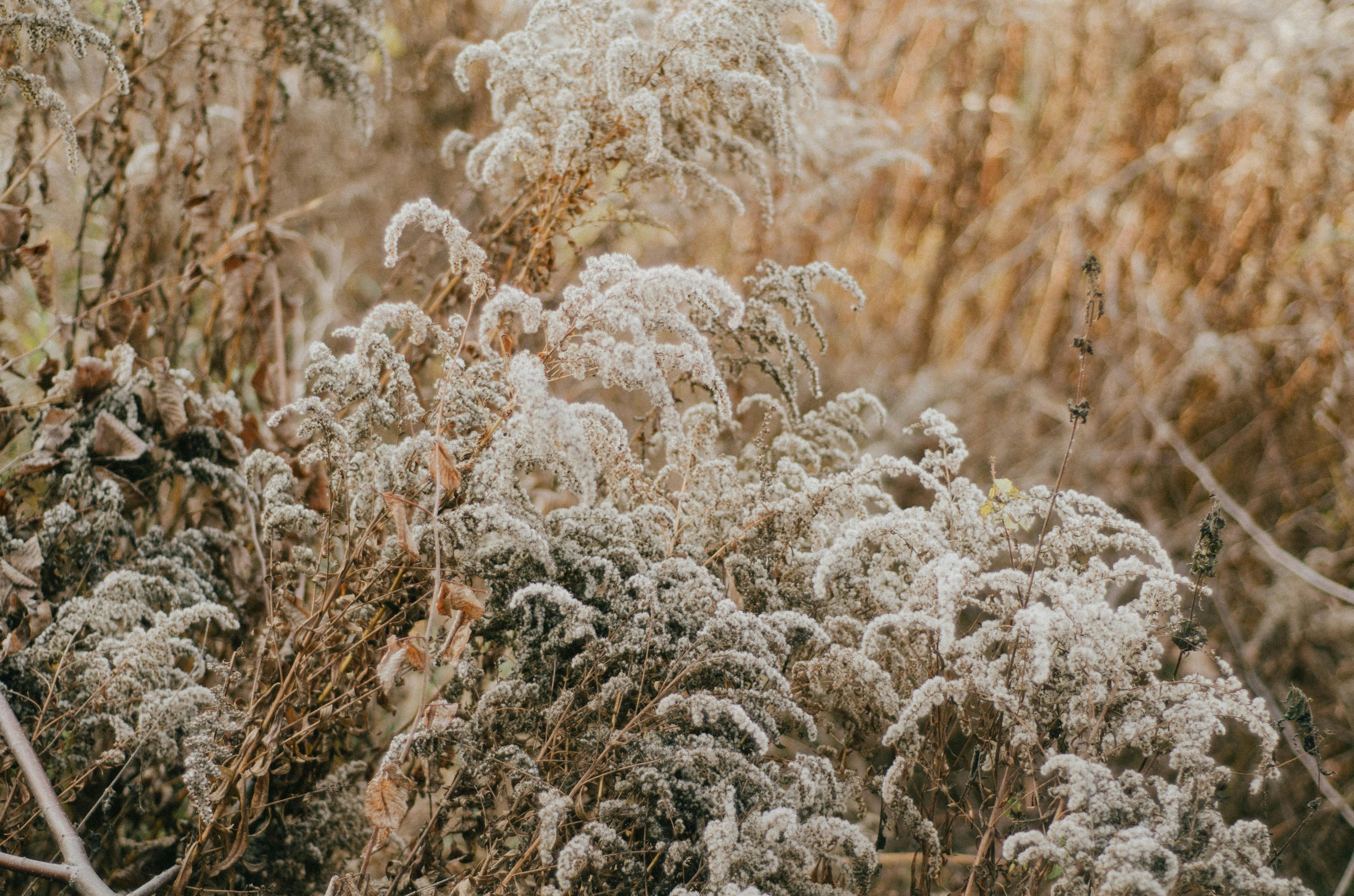 Flowers on Grass Field Covered with Snow · Free Stock Photo