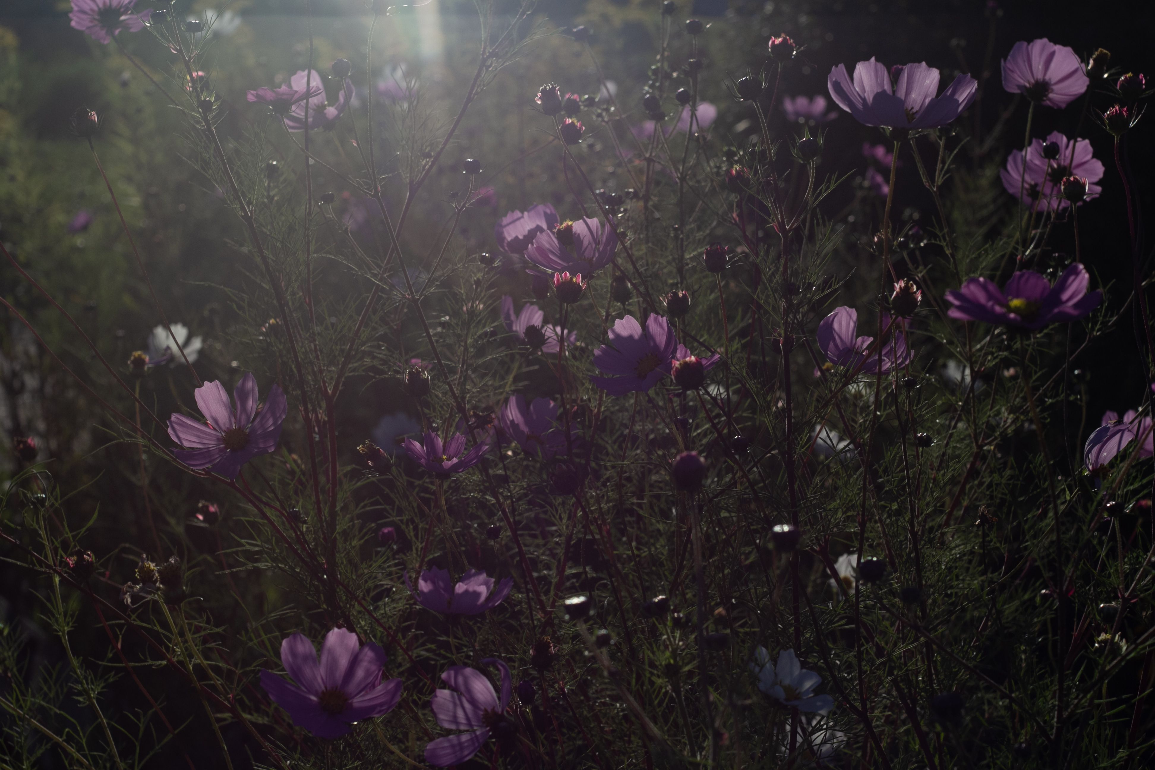 Violet Cosmos Flowers Photos, Download The BEST Free Violet Cosmos ...