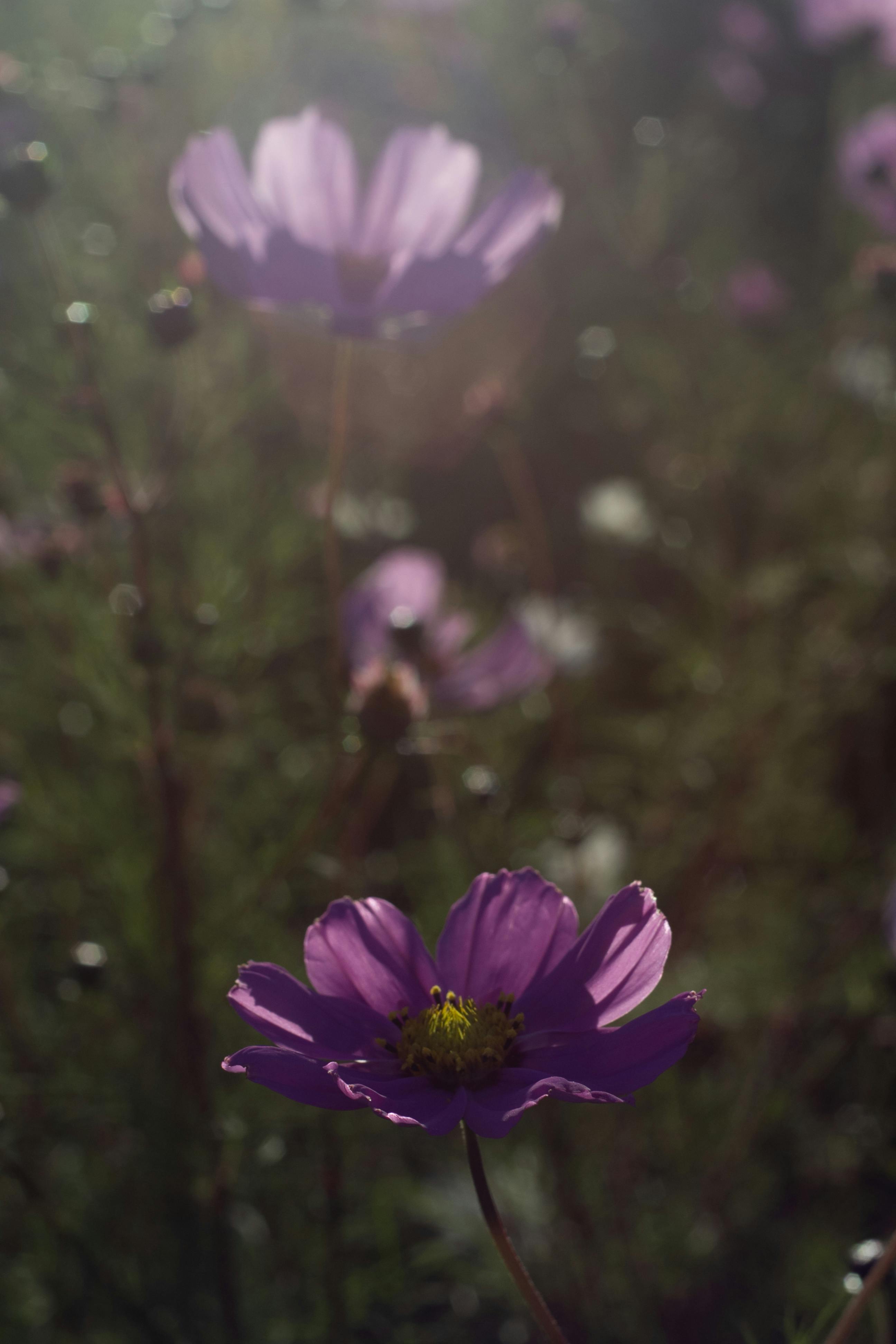 Beautiful Lavender Color of Garden Cosmos · Free Stock Photo