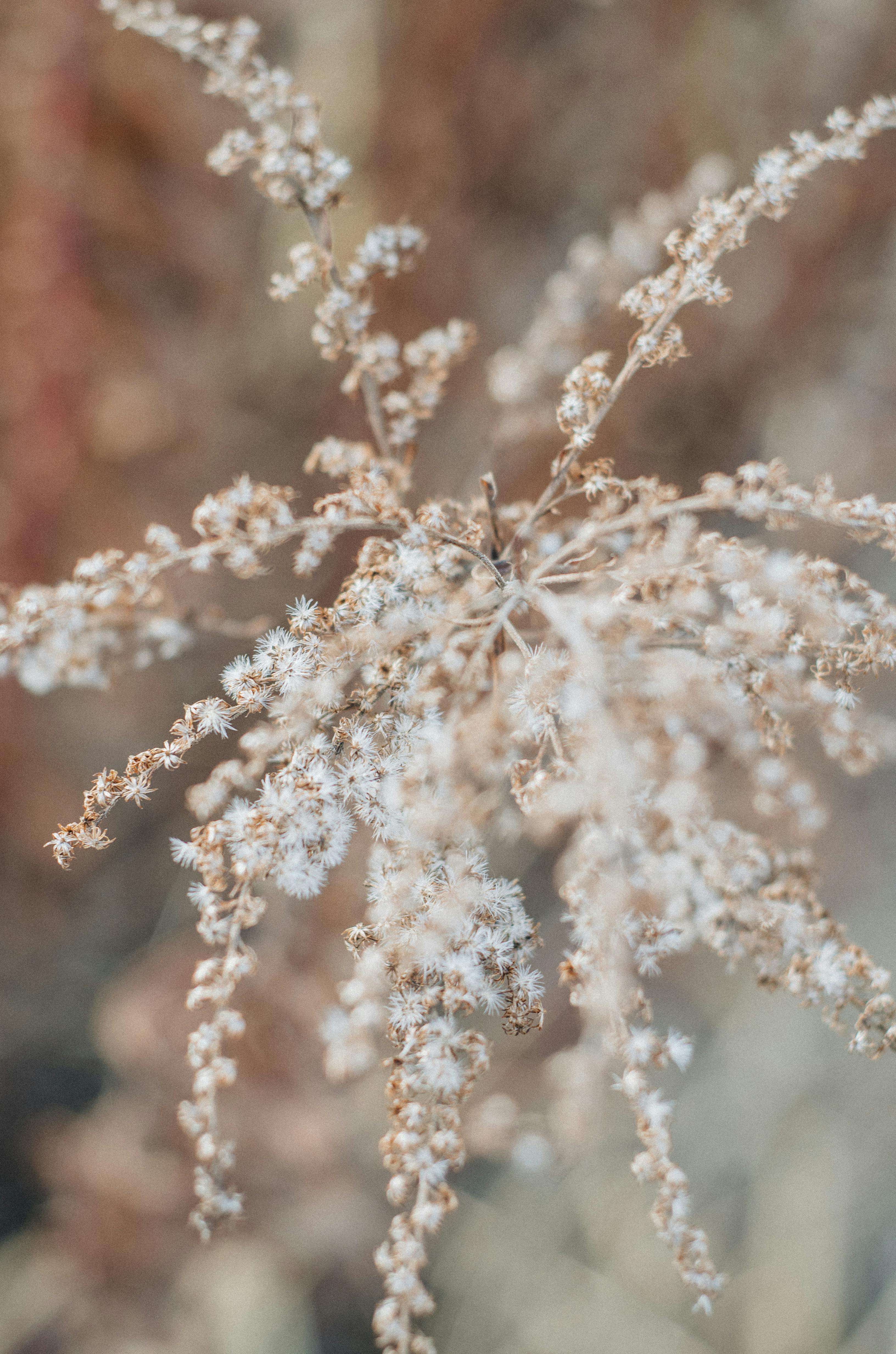 Close-up of Delicate White Flowers · Free Stock Photo