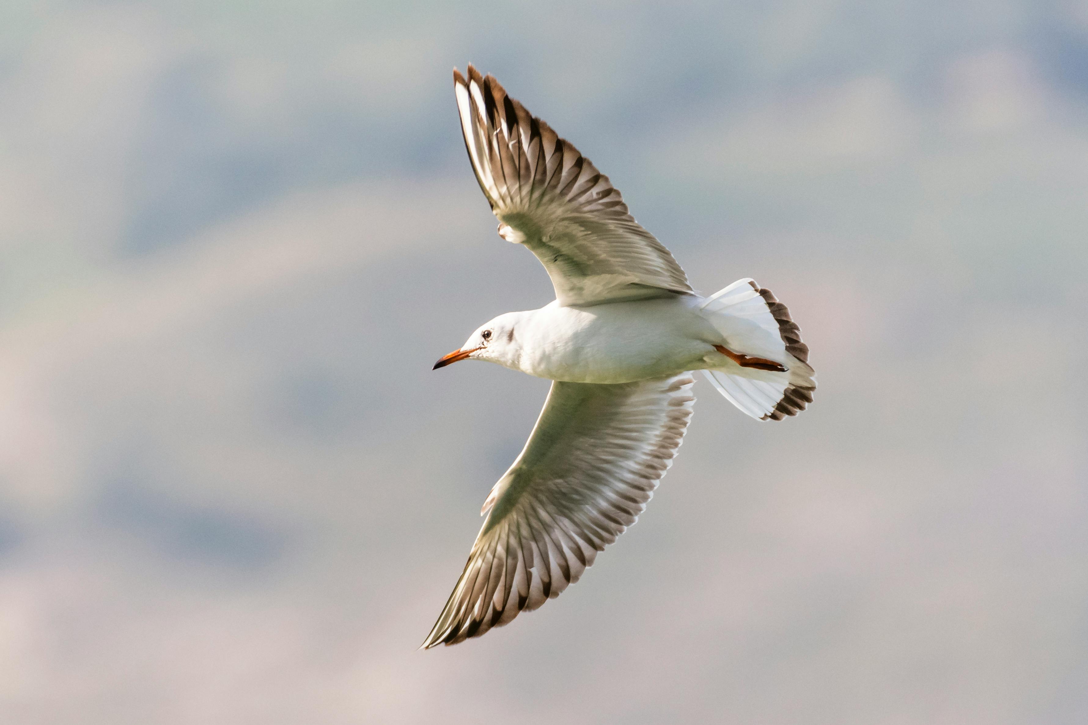 Bird Flying in the Sky · Free Stock Photo
