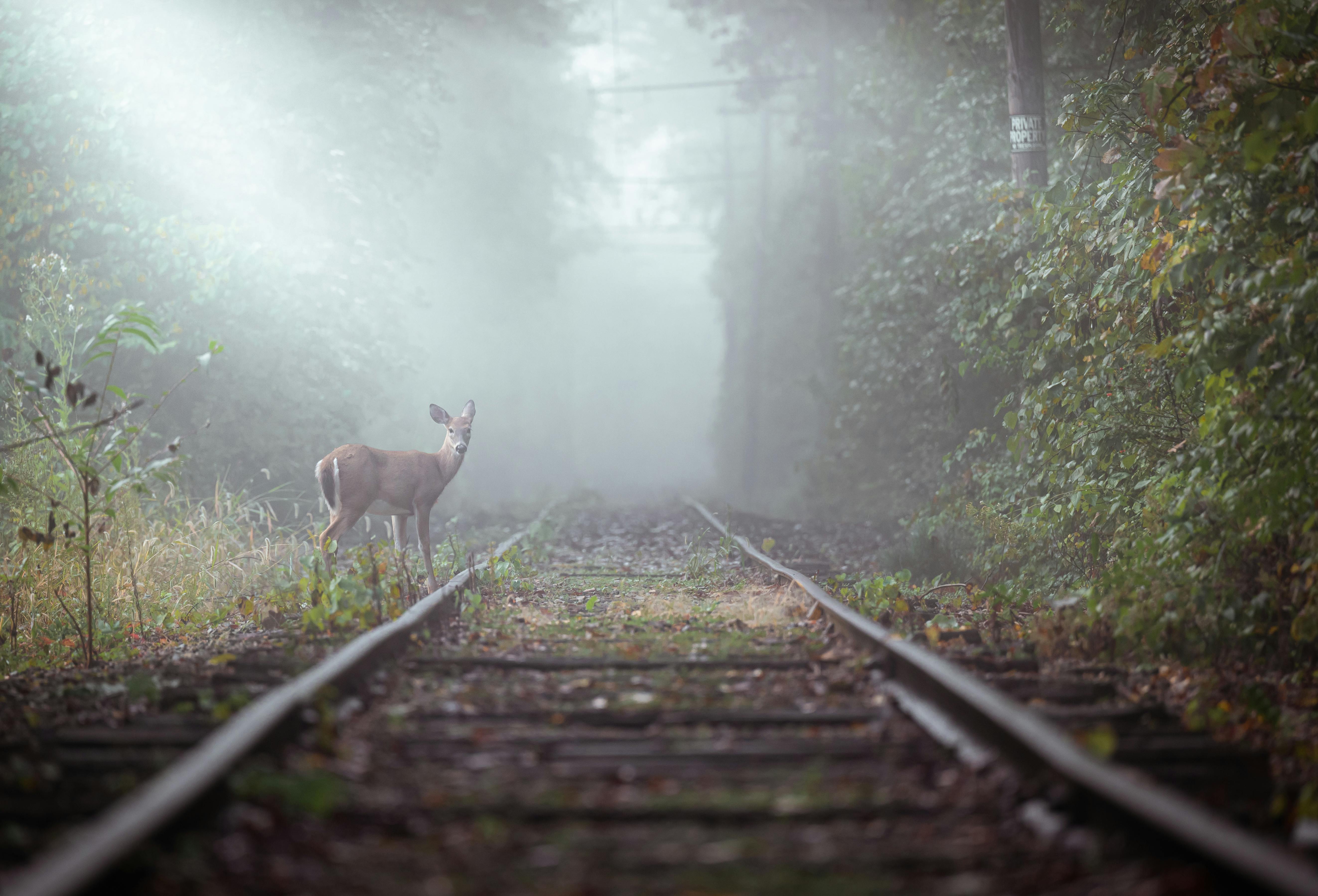 Photo of a Brown Deer Beside a Railroad · Free Stock Photo