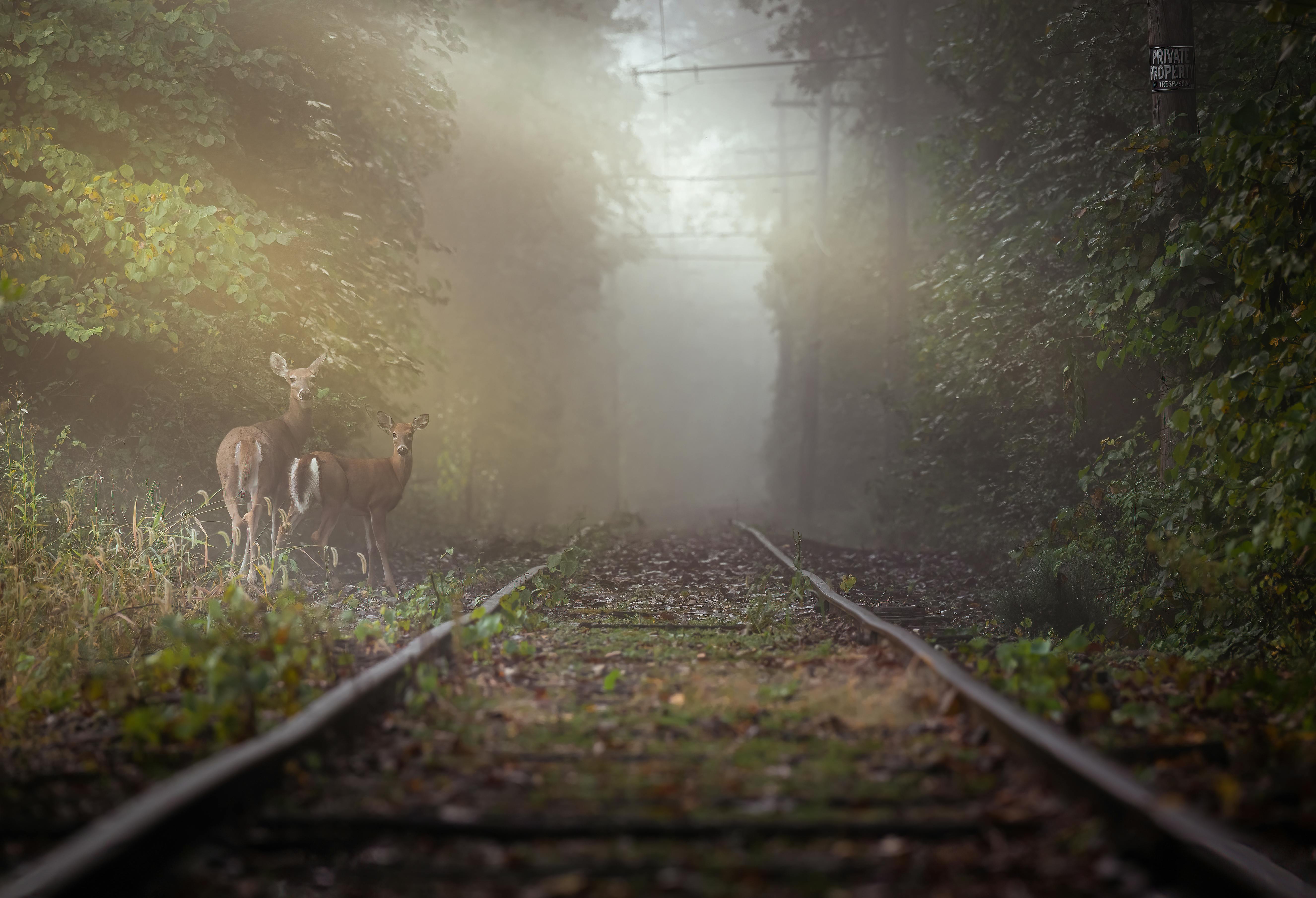 Photo of Brown Deers Near a Railroad · Free Stock Photo