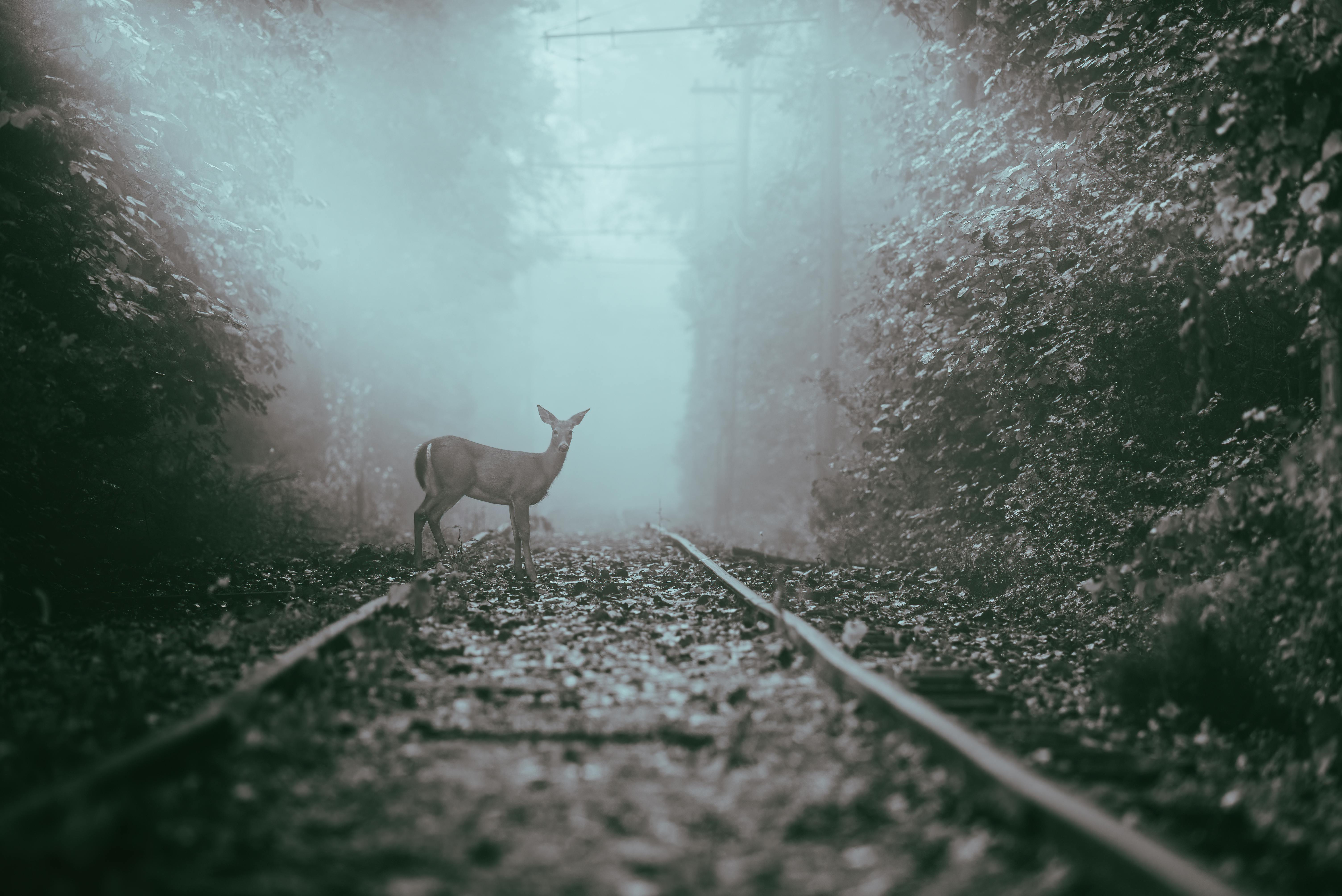 Photograph of a Deer on a Railroad · Free Stock Photo