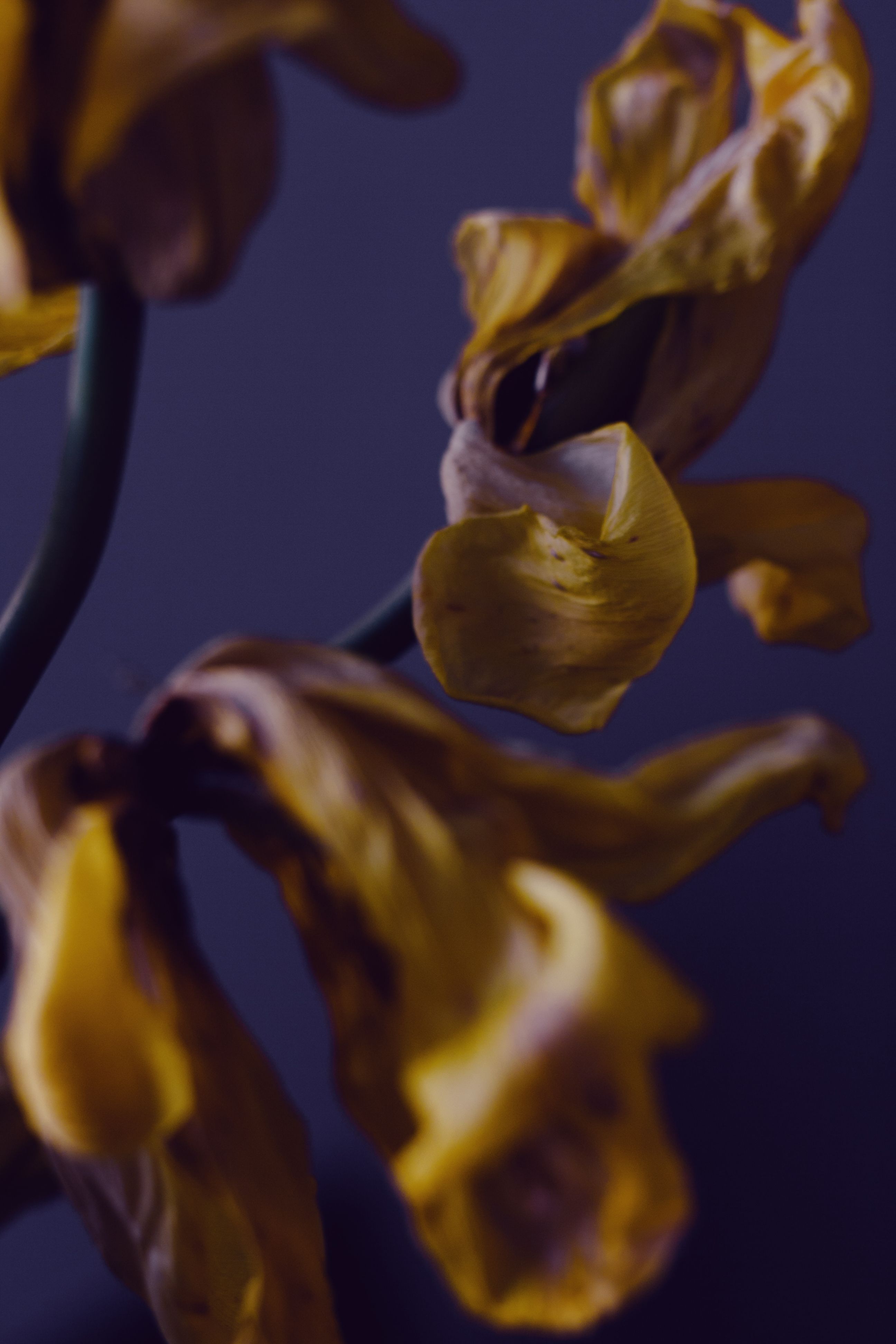 Close-up Photo of Wilting Yellow Flowers · Free Stock Photo